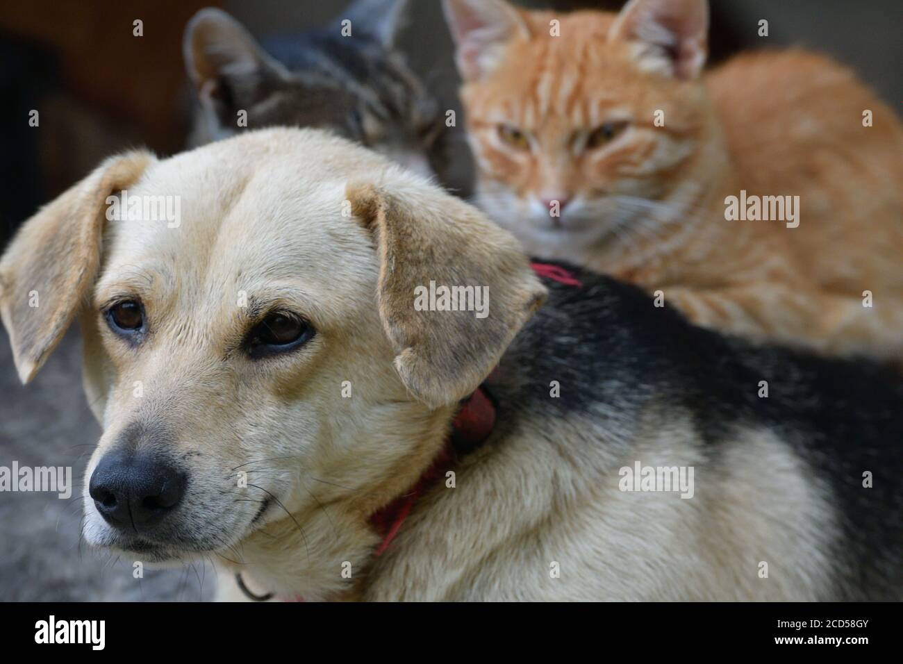 Domestic dog and cats to snuggle together as best friends in love Stock ...