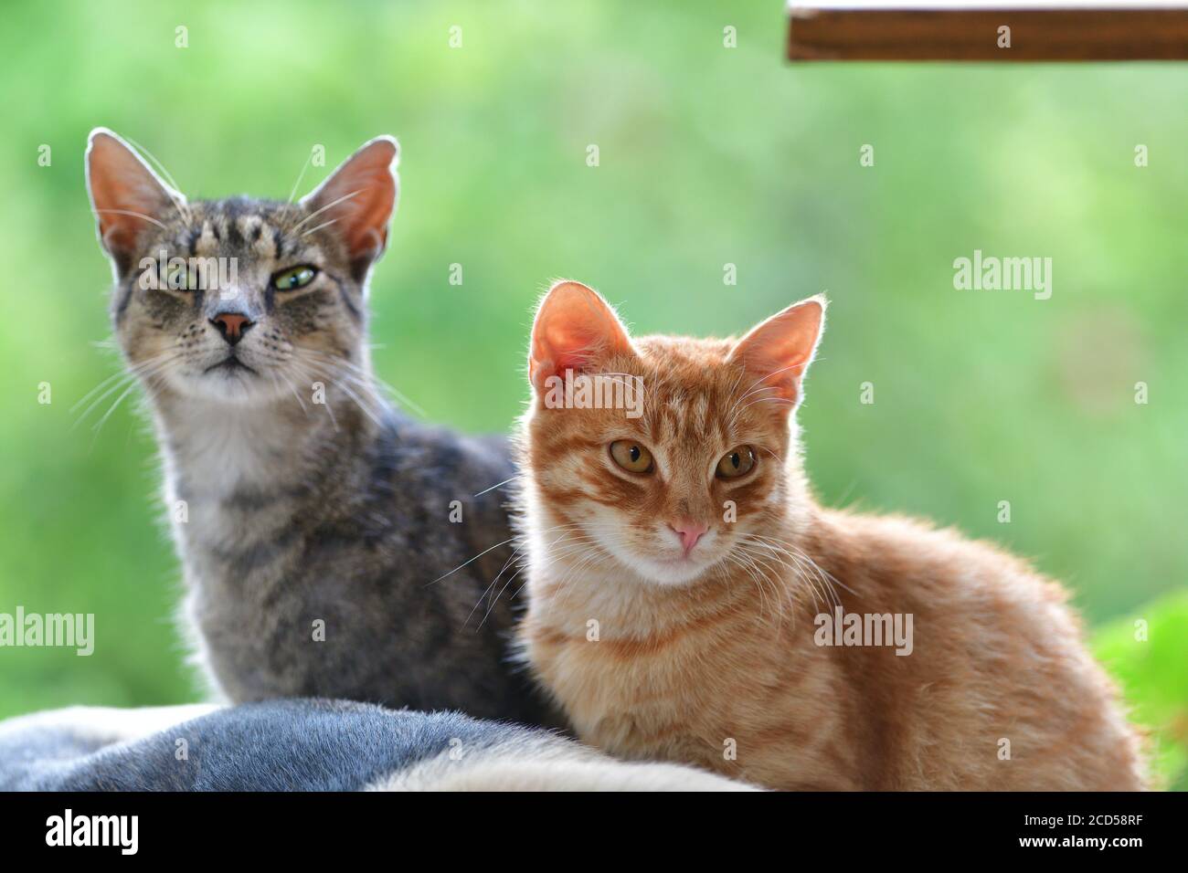 Domestic dog and cats to snuggle together as best friends in love Stock ...