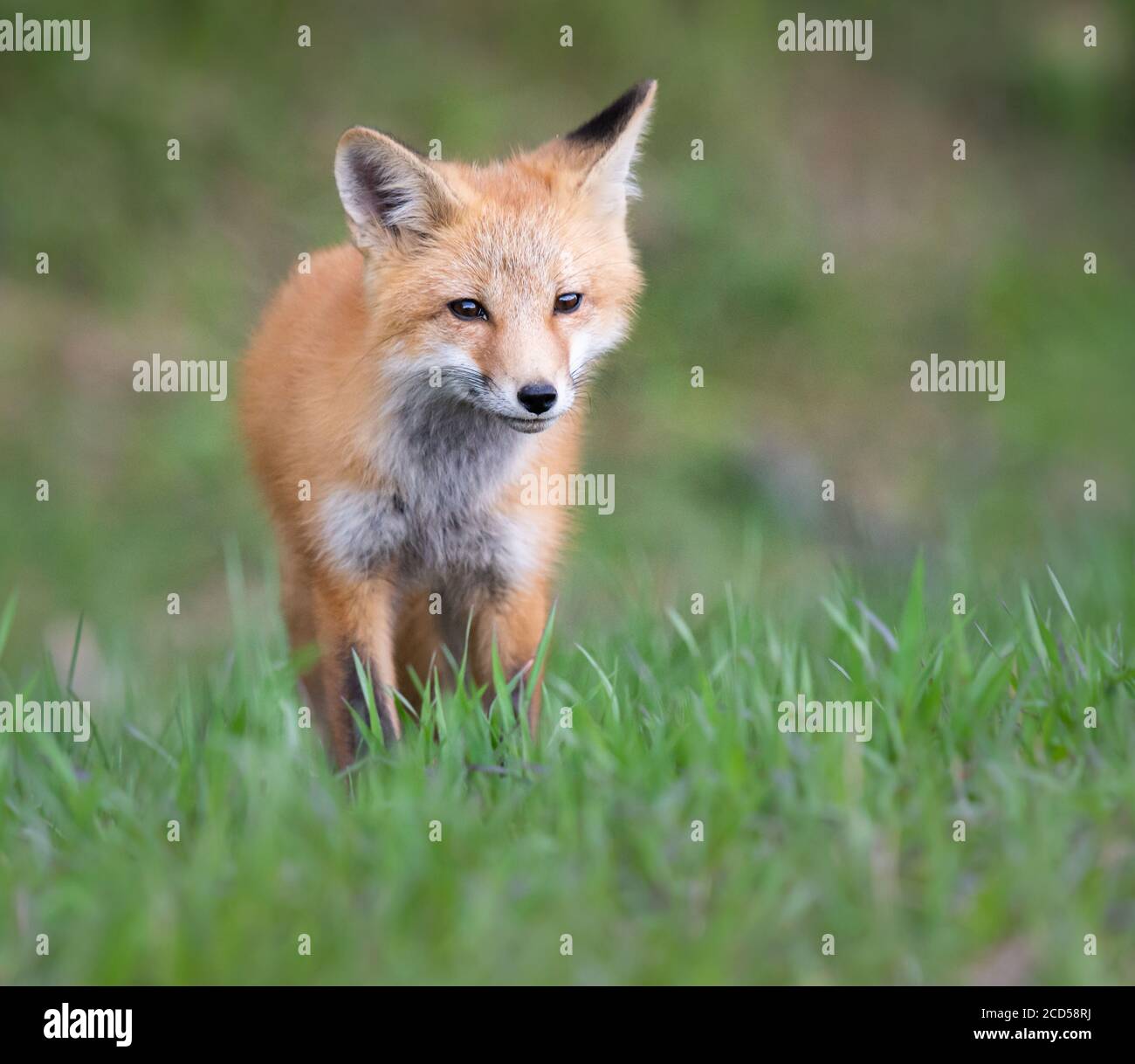 Red fox kits Stock Photo - Alamy