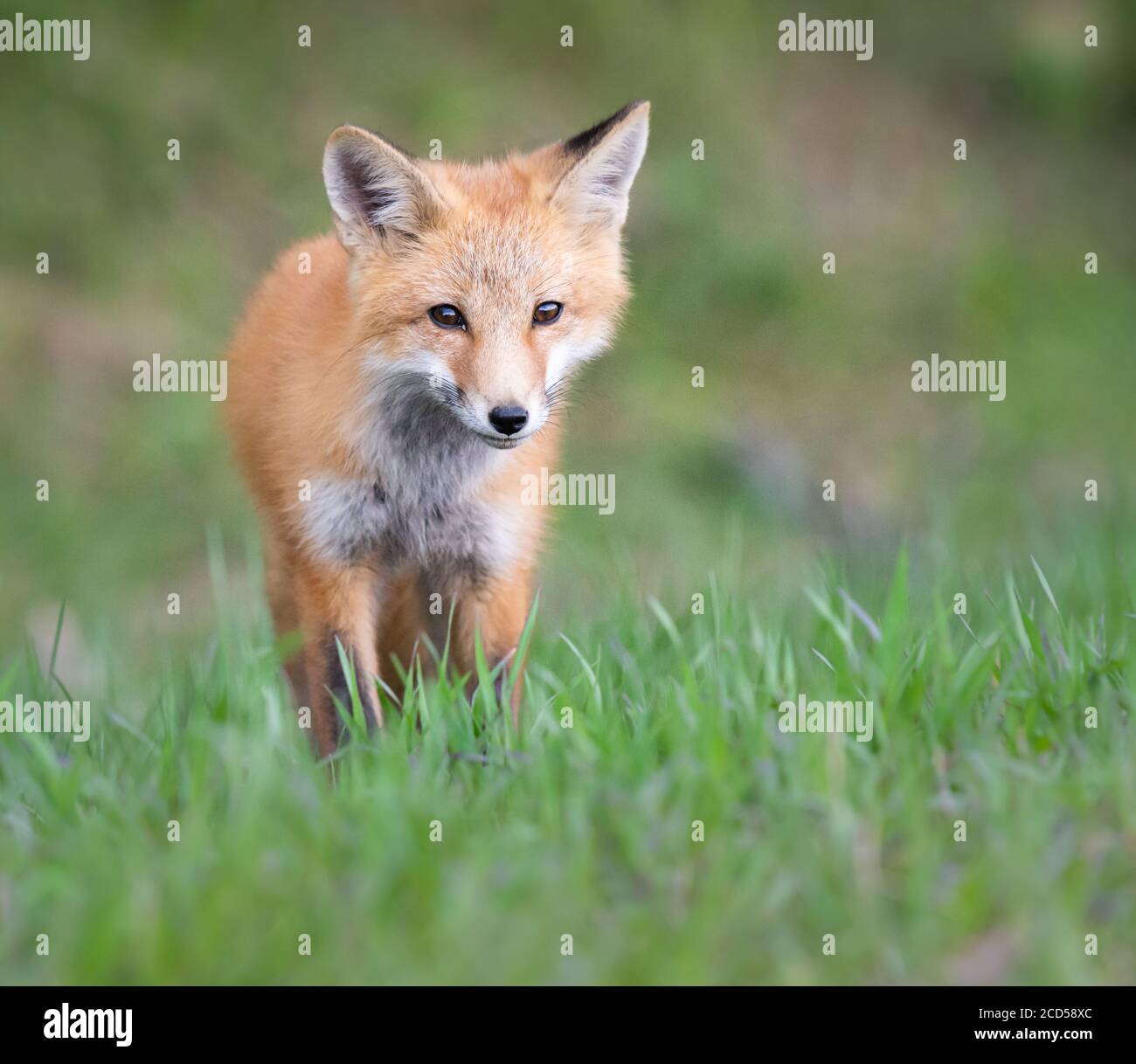 Red fox kits Stock Photo - Alamy