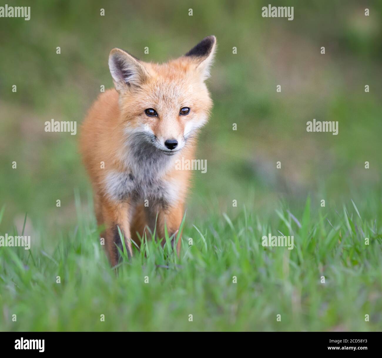 Red fox kits Stock Photo - Alamy