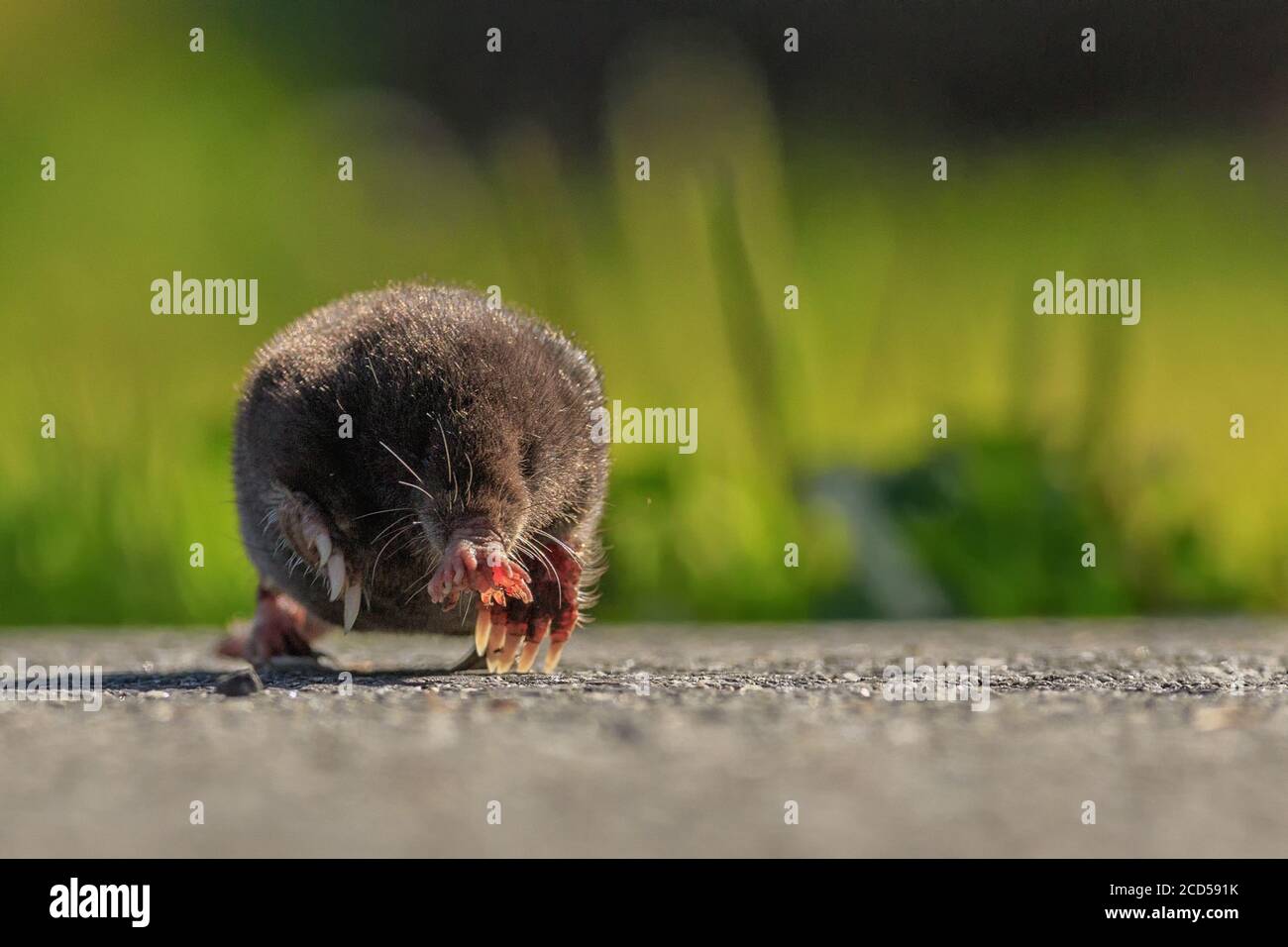 Star Nosed Mole Eating