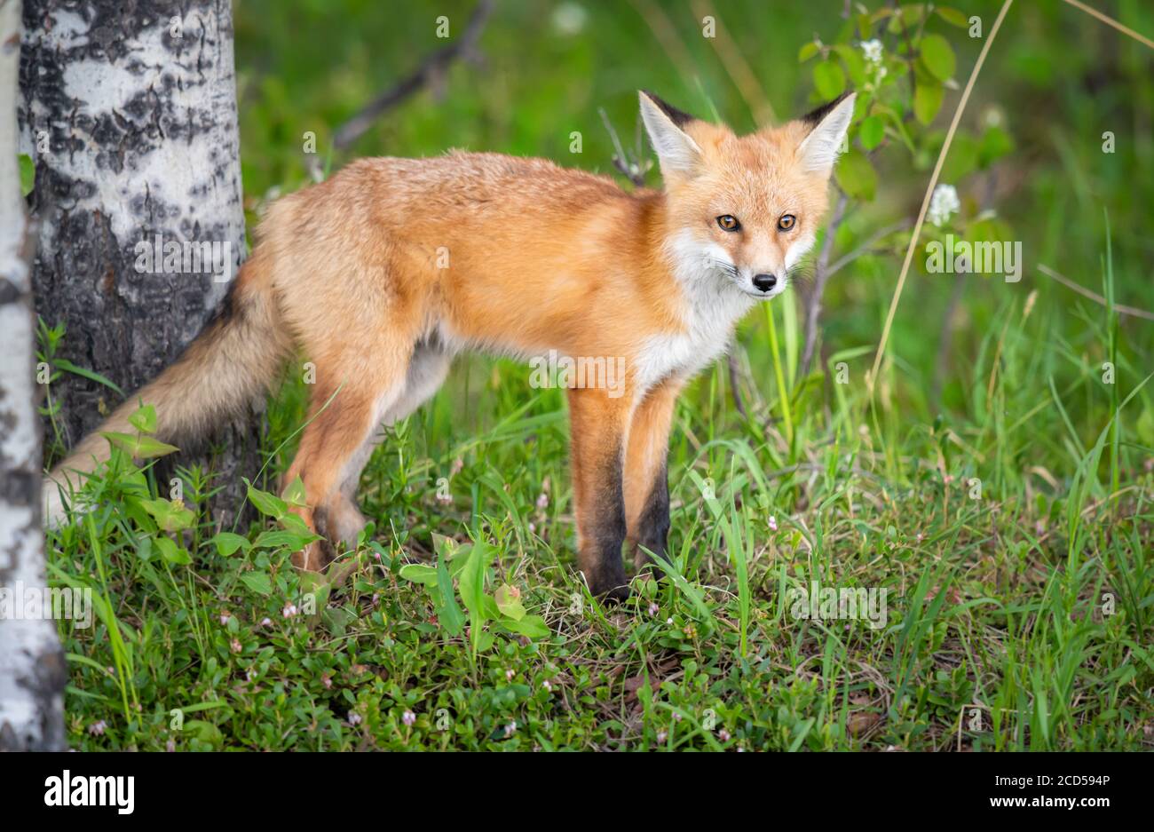 Red fox kits Stock Photo - Alamy