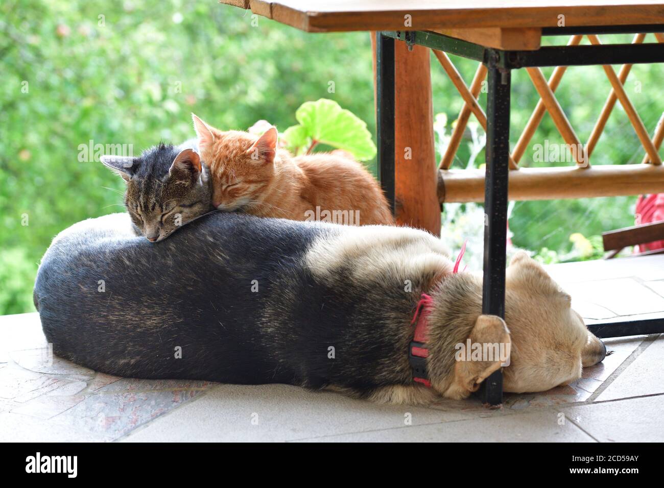 Cat on dogs back hi-res stock photography and images - Alamy