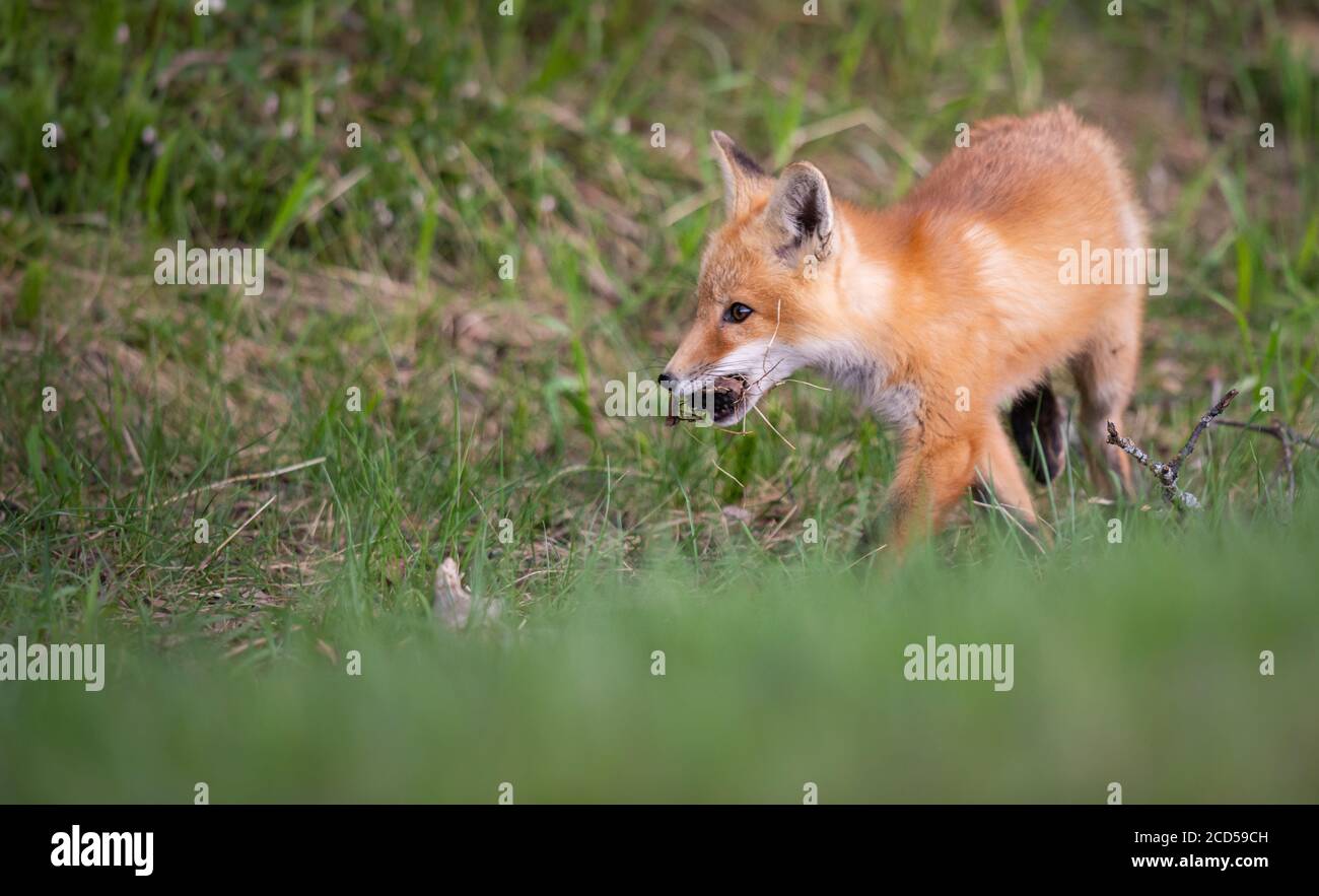 Red fox kits Stock Photo - Alamy