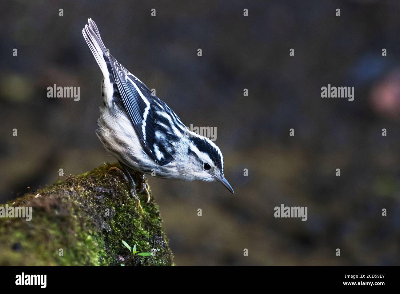 Black and white warbler during fall migration Stock Photo - Alamy