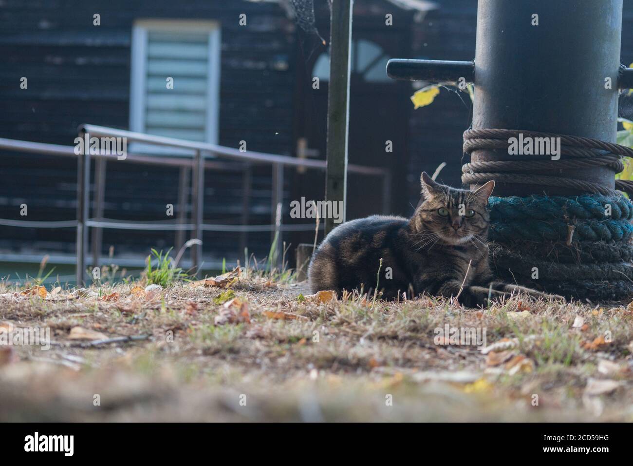 Cat guarding a boat Stock Photo - Alamy