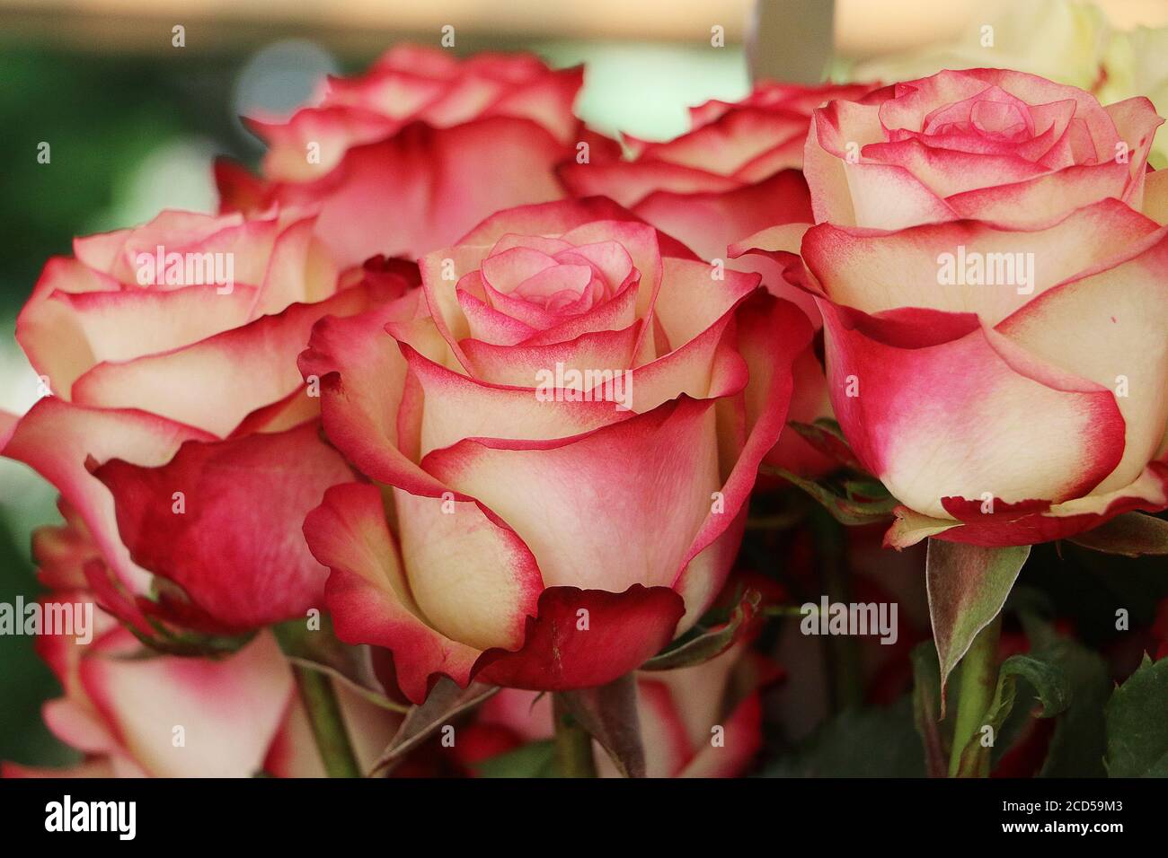 Bouquet of double-delight beautiful roses Stock Photo - Alamy