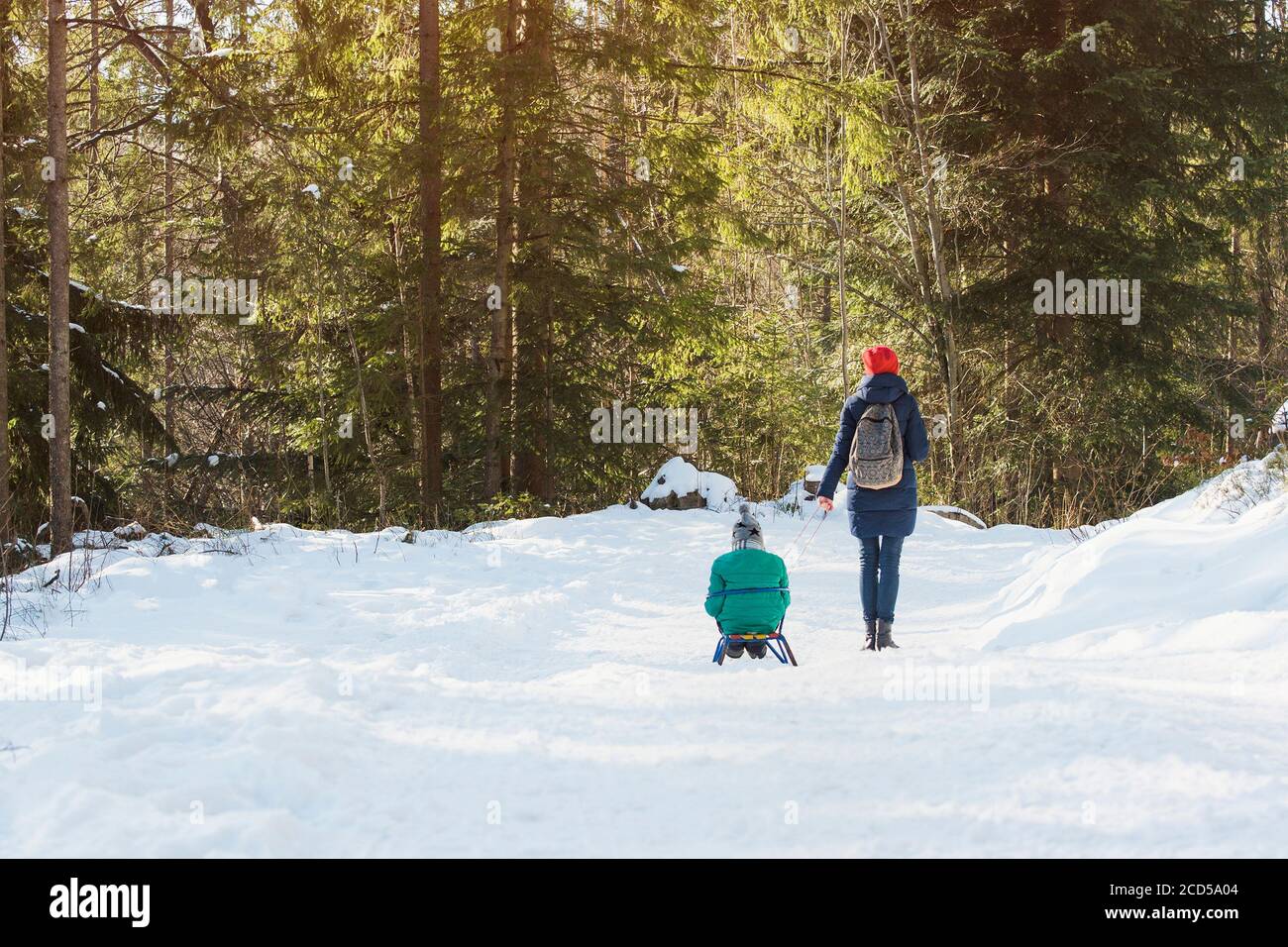 Mom carries her son on a sled through the snow-covered coniferous ...