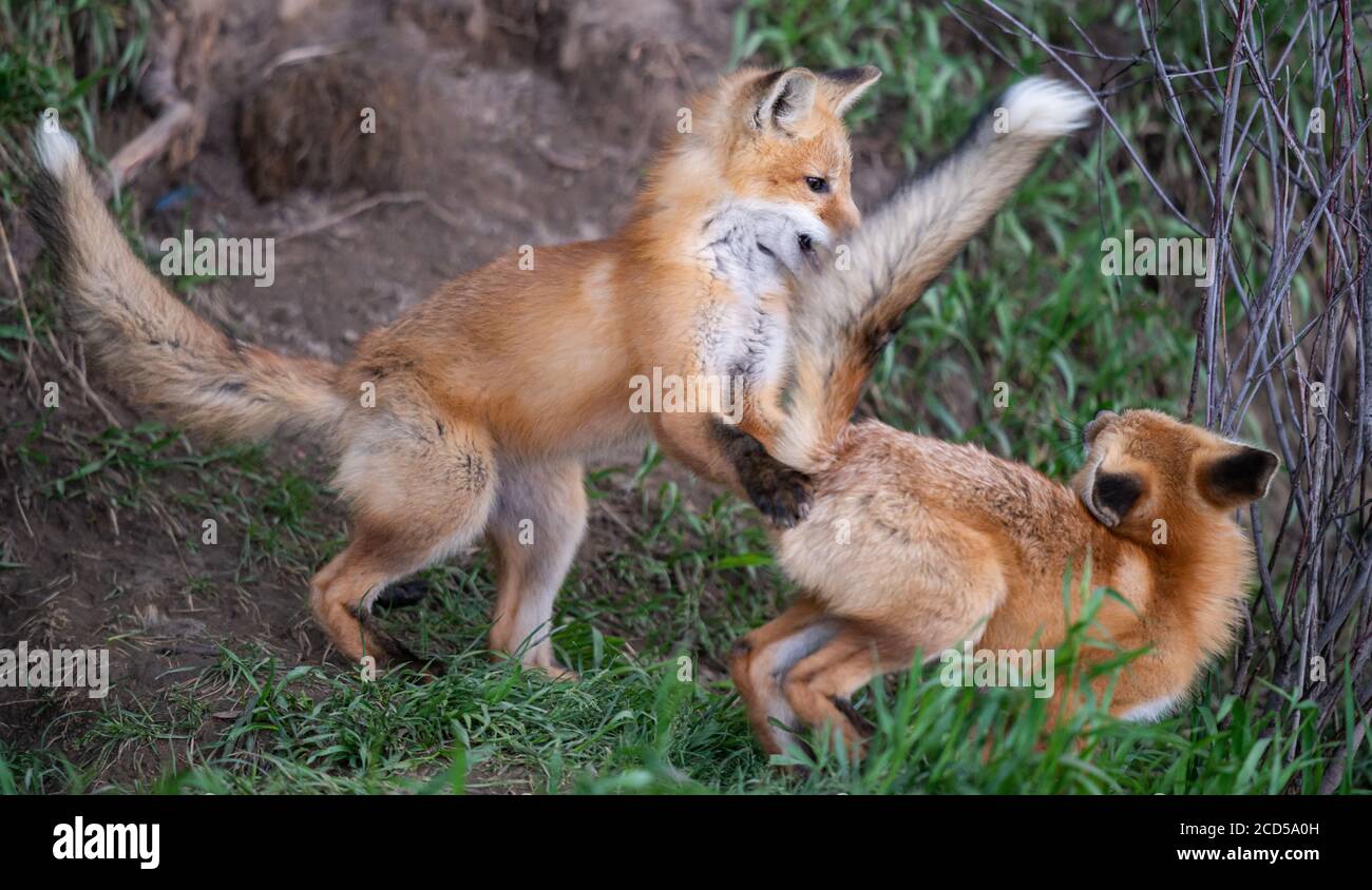 Red fox kits in the wild Stock Photo - Alamy