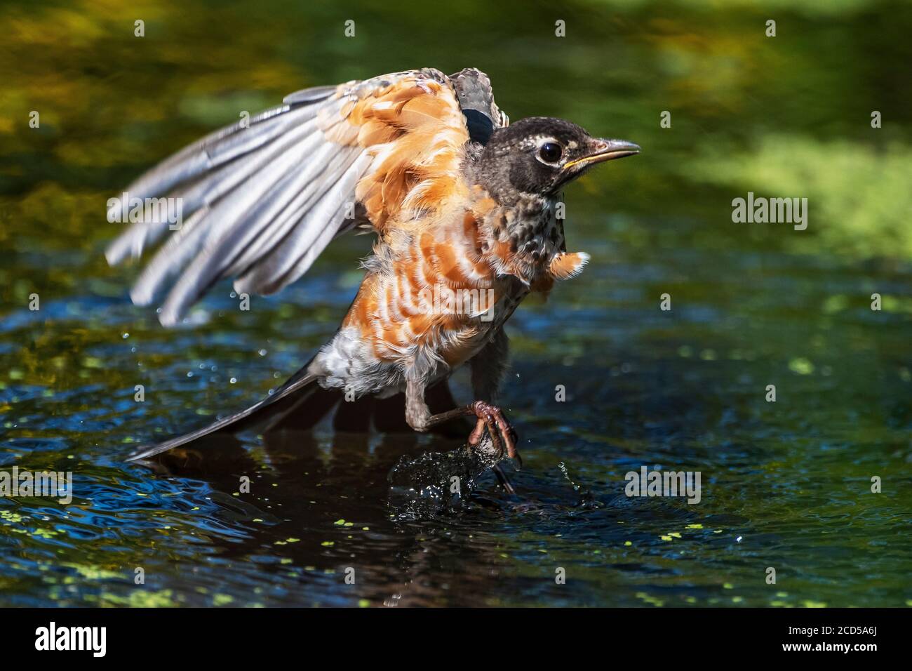 American robin flying hi-res stock photography and images - Alamy