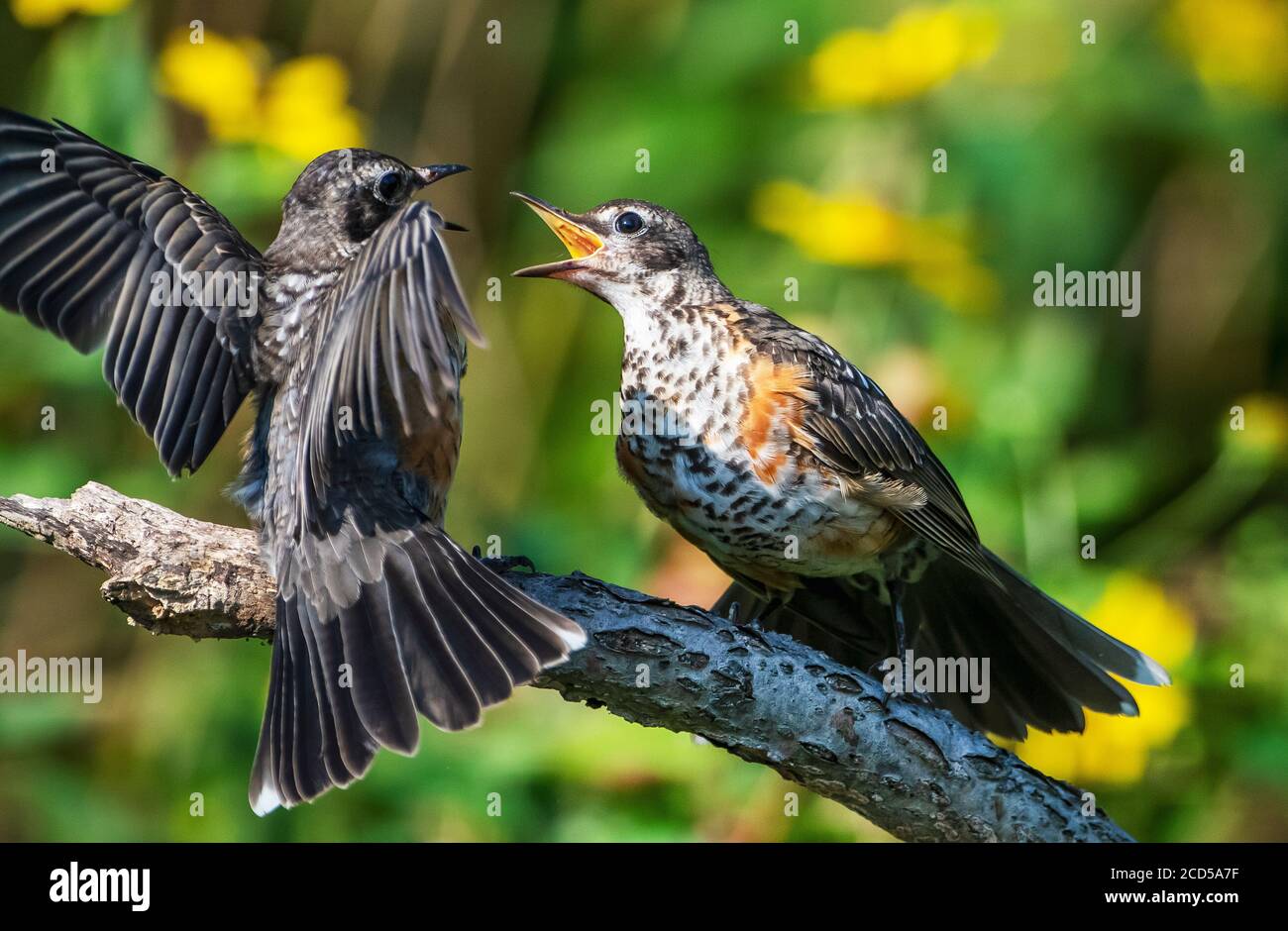 First year juvenile American robin interaction Stock Photo - Alamy
