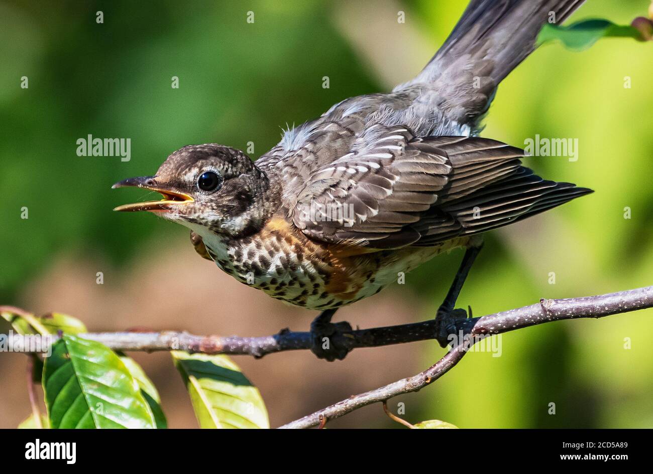 Juvenile american robin hi-res stock photography and images - Alamy