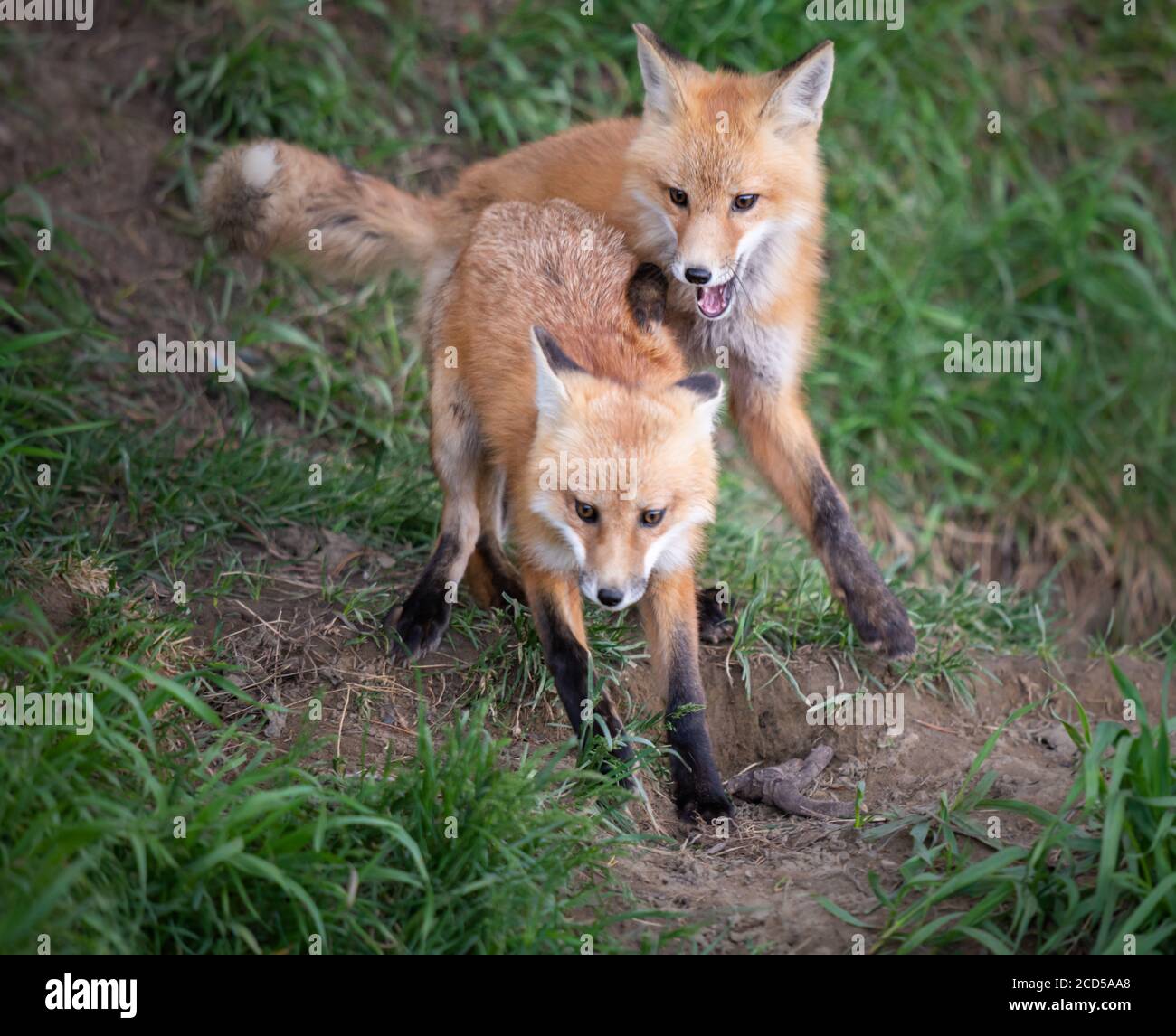 Red fox kits in the wild Stock Photo - Alamy