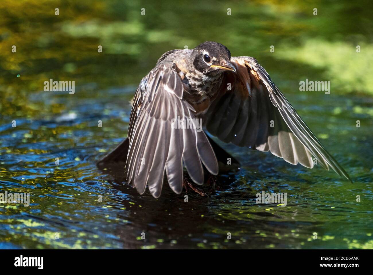 First year juvenile American robin flight Stock Photo - Alamy