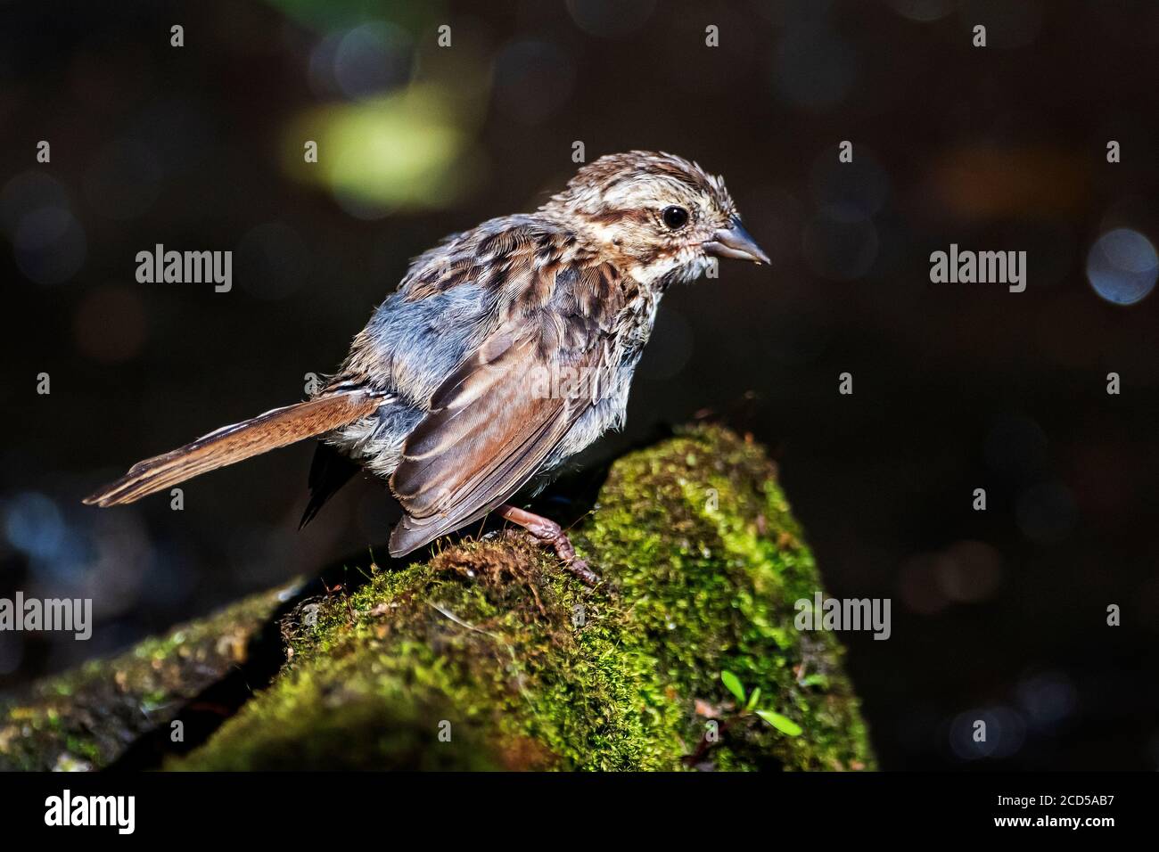 Juvenile sparrow hi-res stock photography and images - Alamy