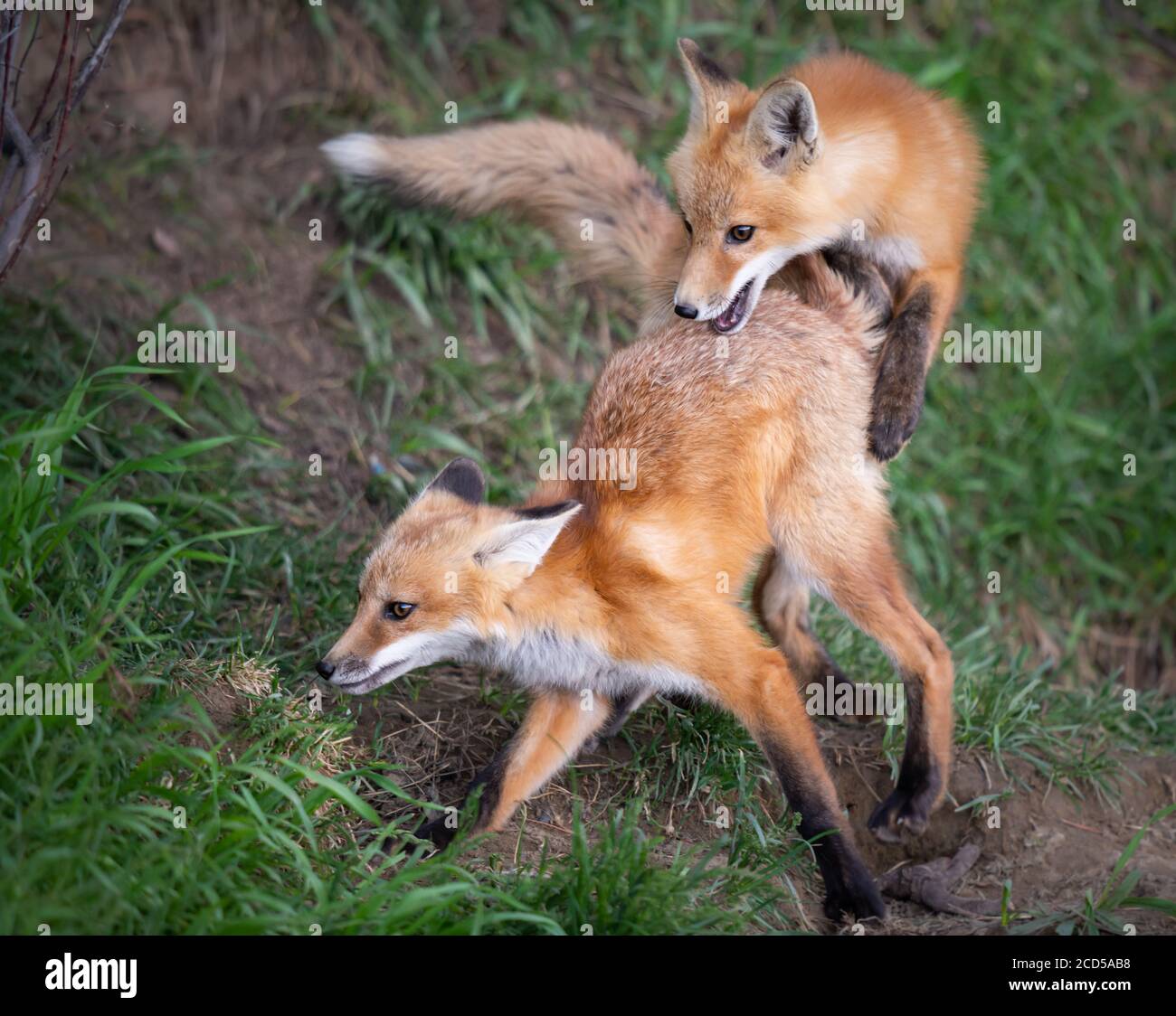Red fox kits in the wild Stock Photo - Alamy