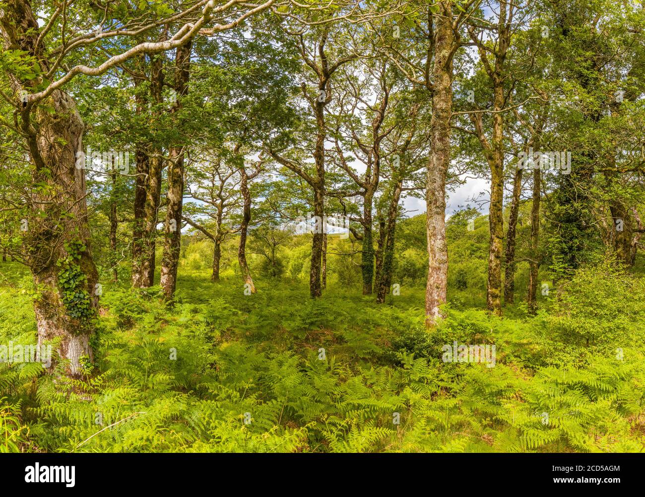Fern mayo hi-res stock photography and images - Alamy