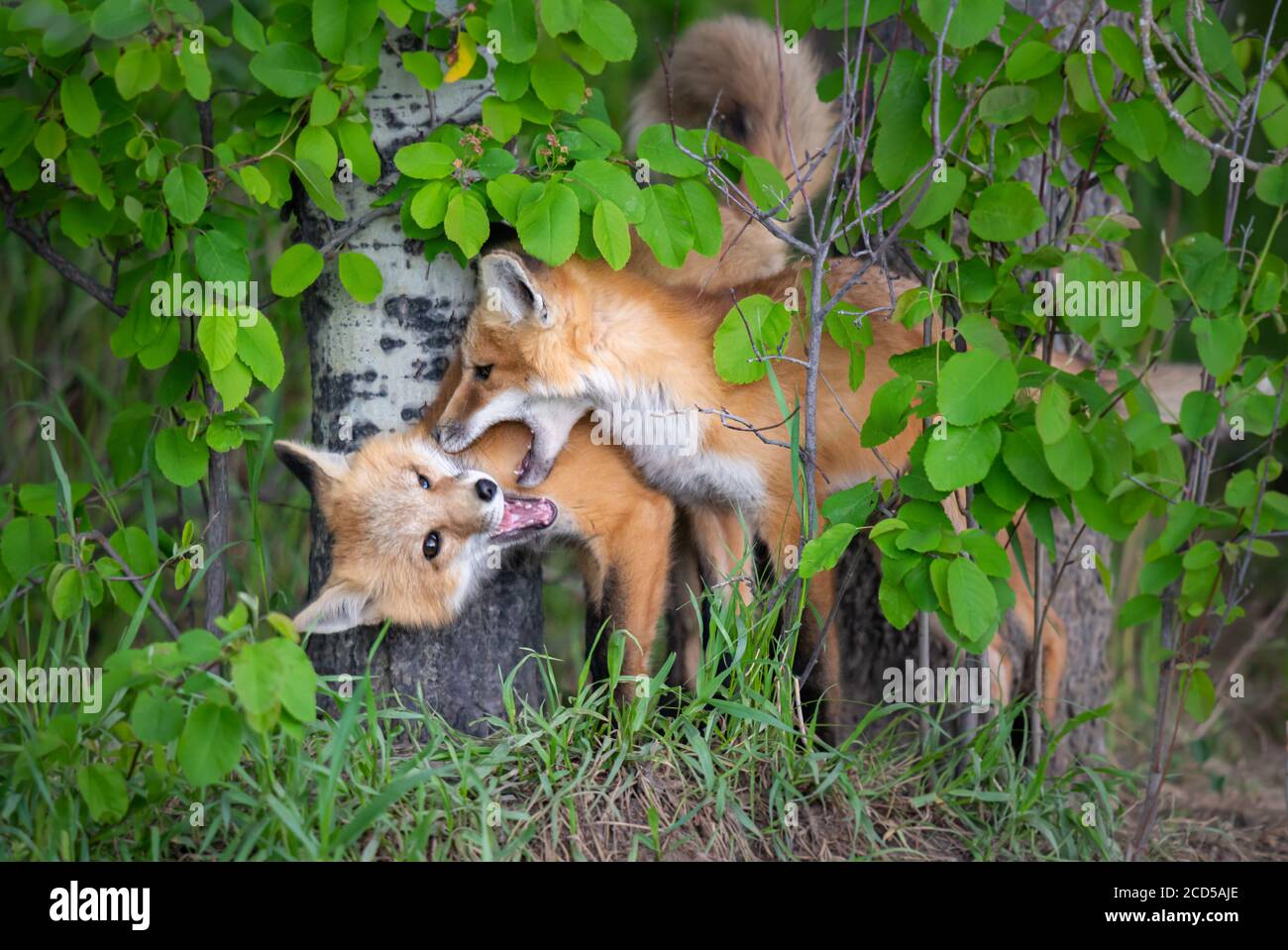 Red fox kits in the wild Stock Photo - Alamy