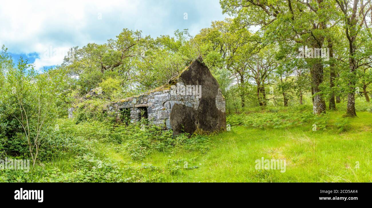 Ruins in lush green forest in Sheefrey Hills area of County Mayo ...