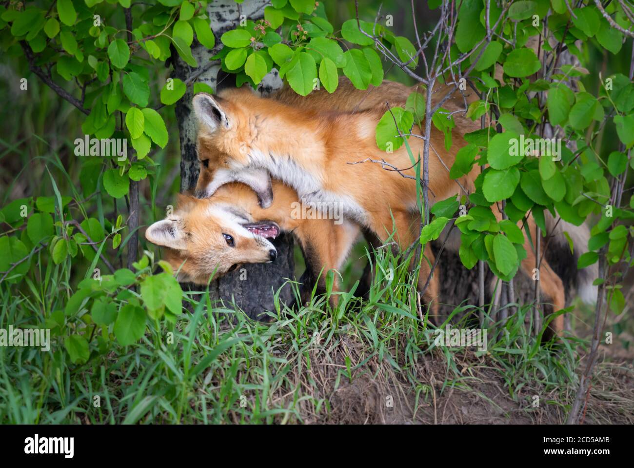 Red fox kits in the wild Stock Photo - Alamy