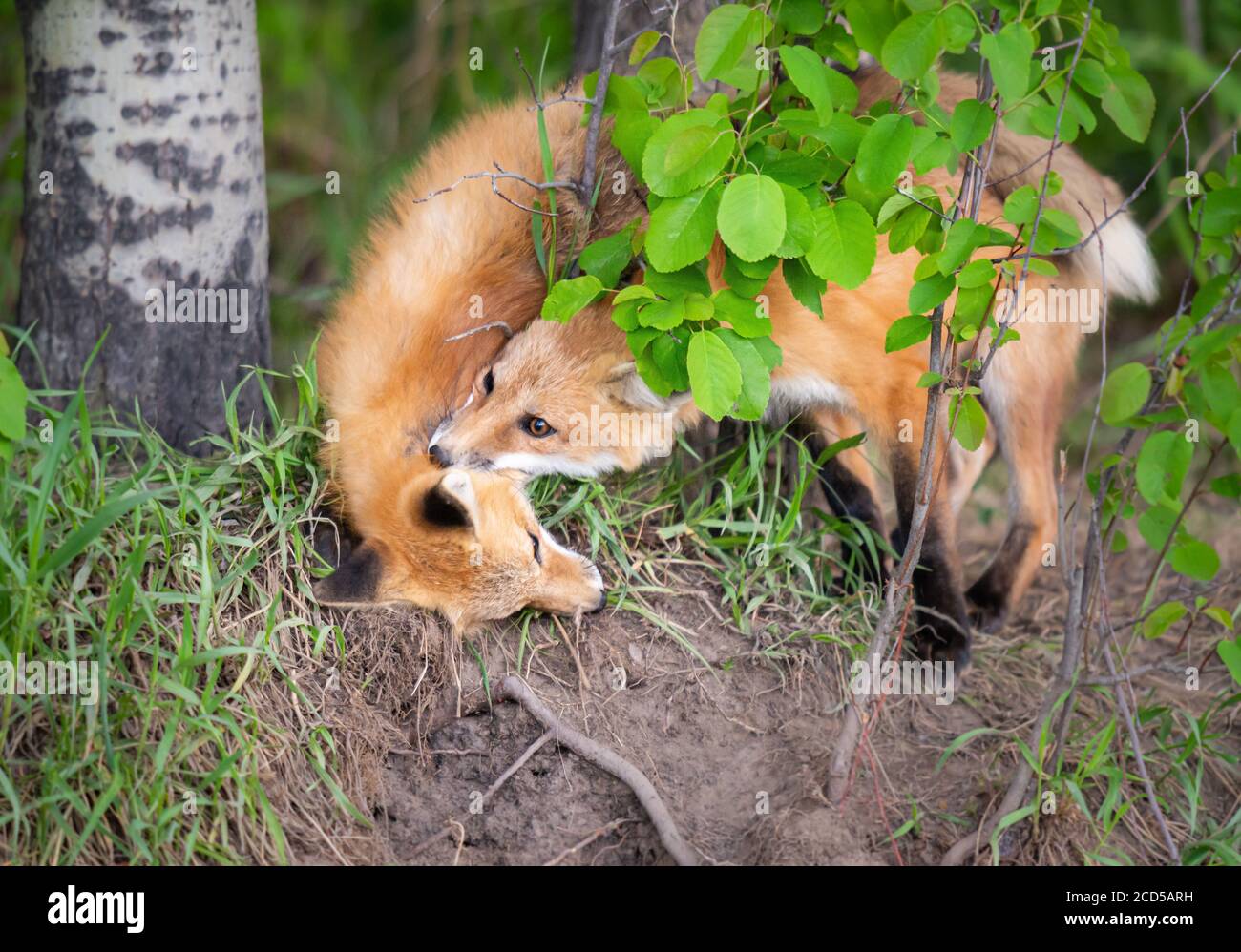 Red fox kits in the wild Stock Photo - Alamy