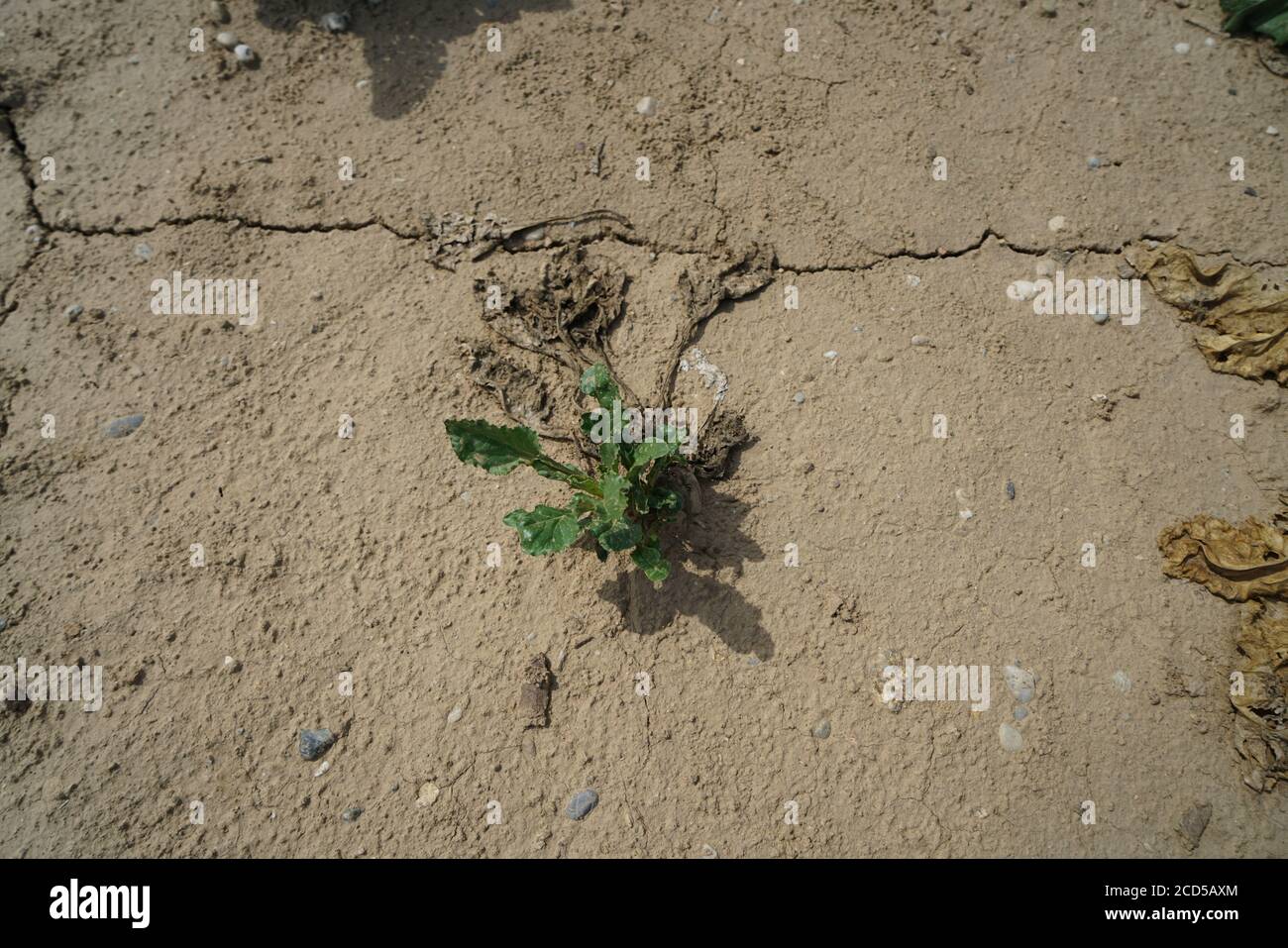 High angle shot of a plant breaking out of concrete Stock Photo - Alamy