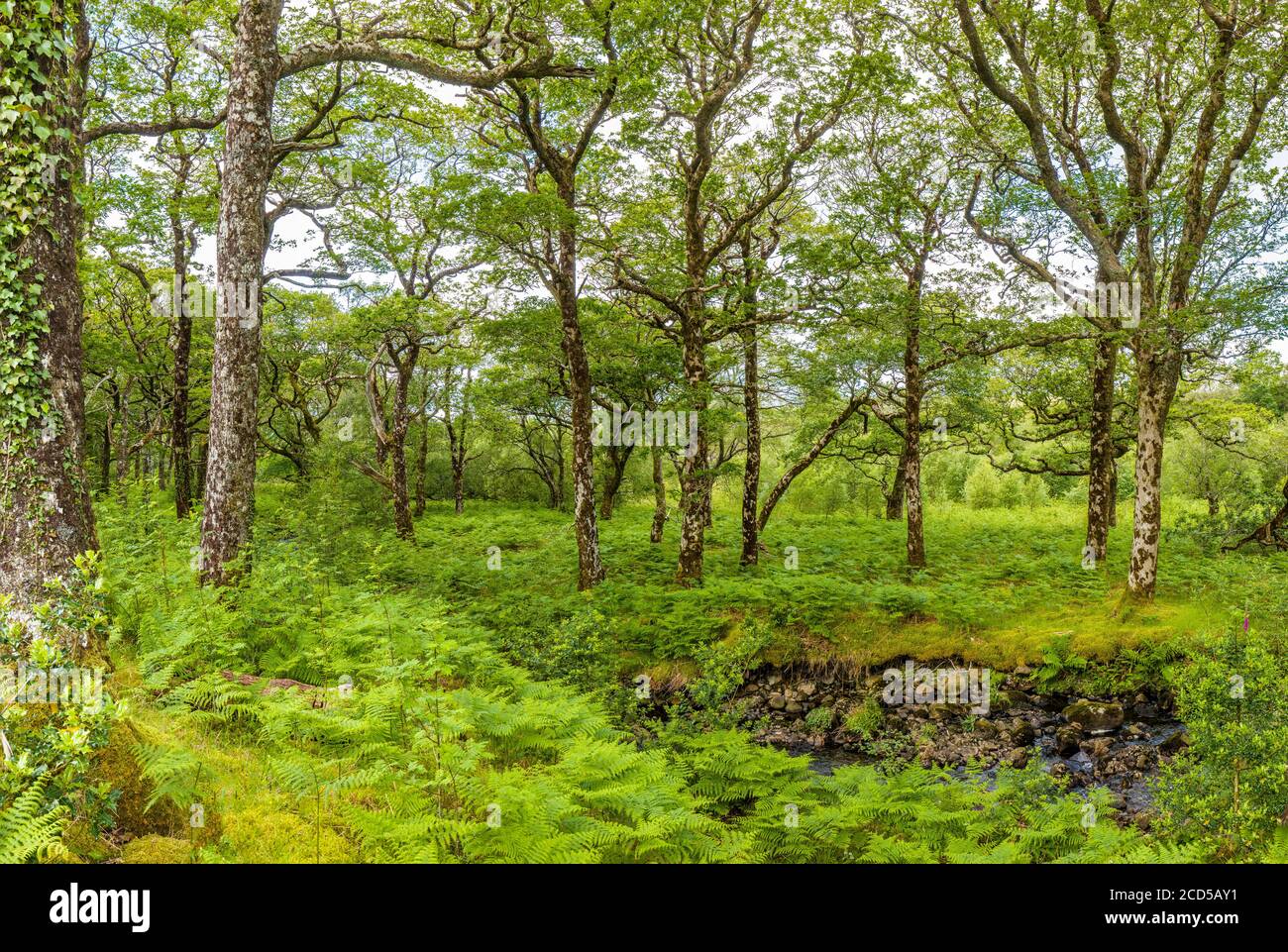 Lush green forest hi-res stock photography and images - Alamy