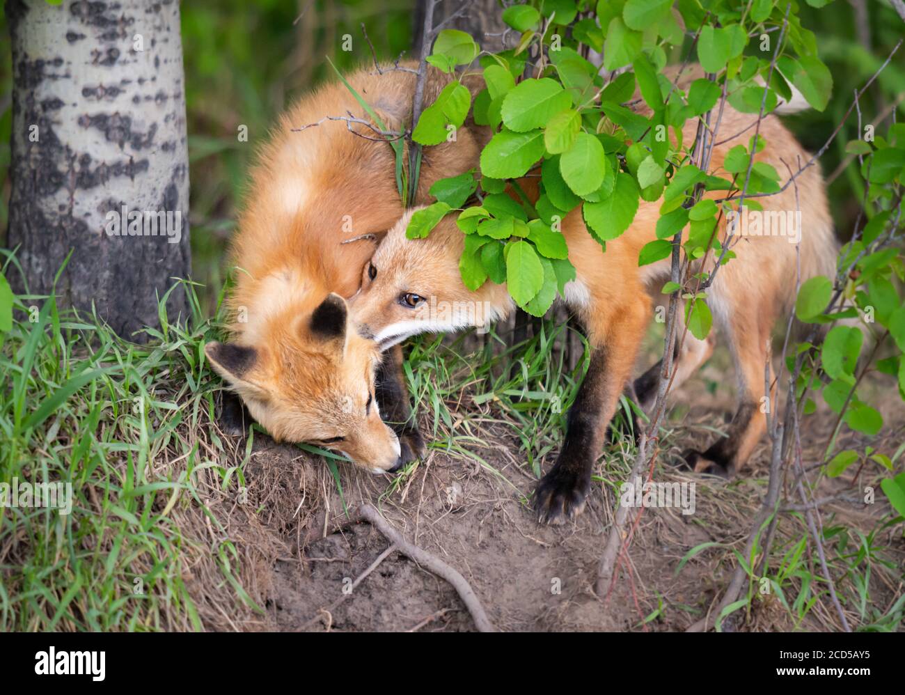 Red fox kits in the wild Stock Photo - Alamy