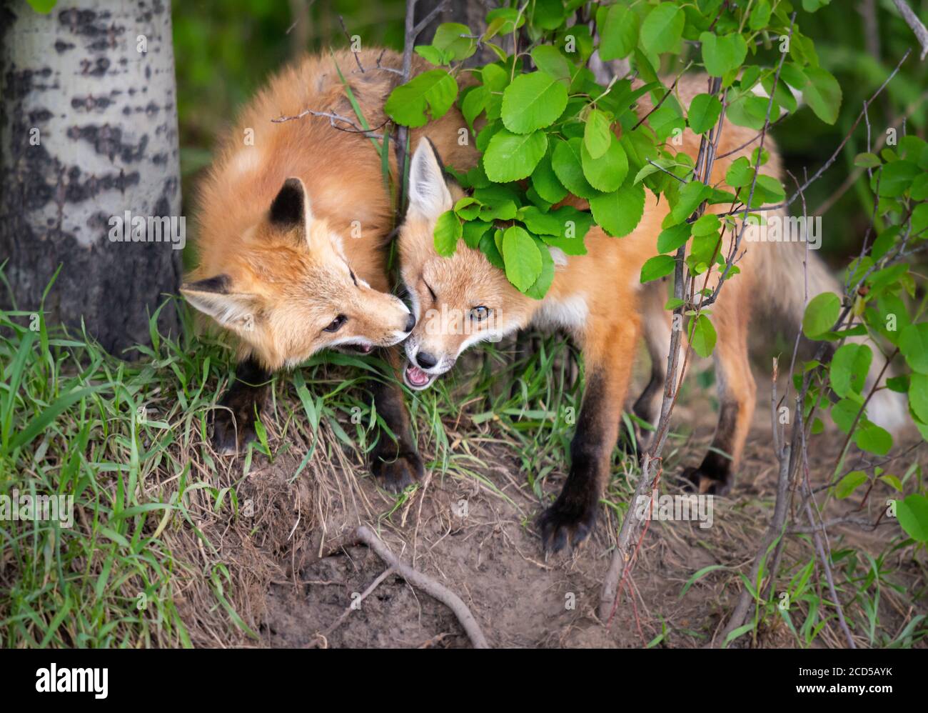 Red fox kits in the wild Stock Photo - Alamy