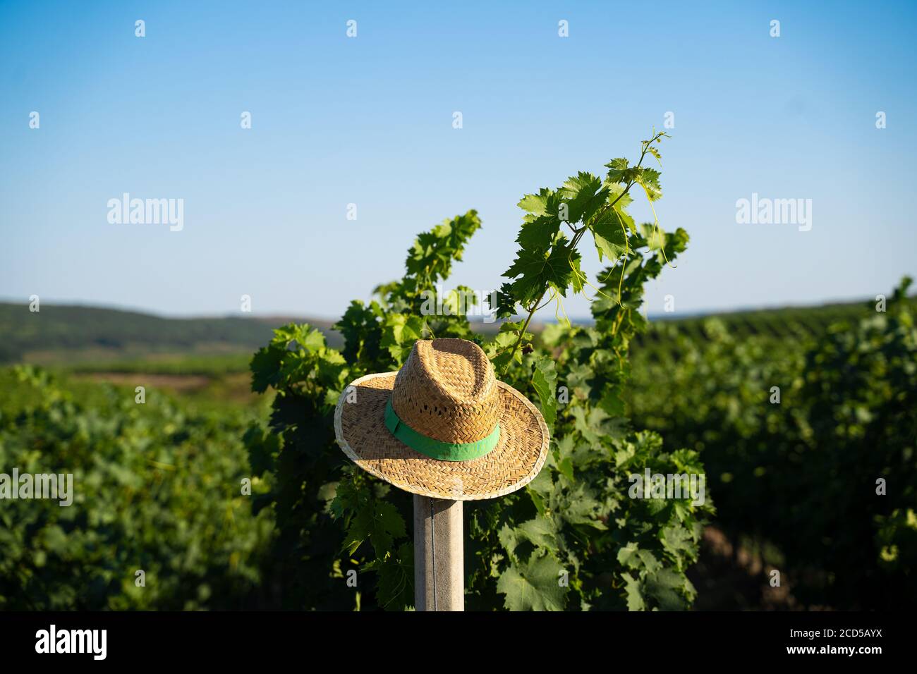 front view of straw wicker hat with green textile scarf band hanging on ...