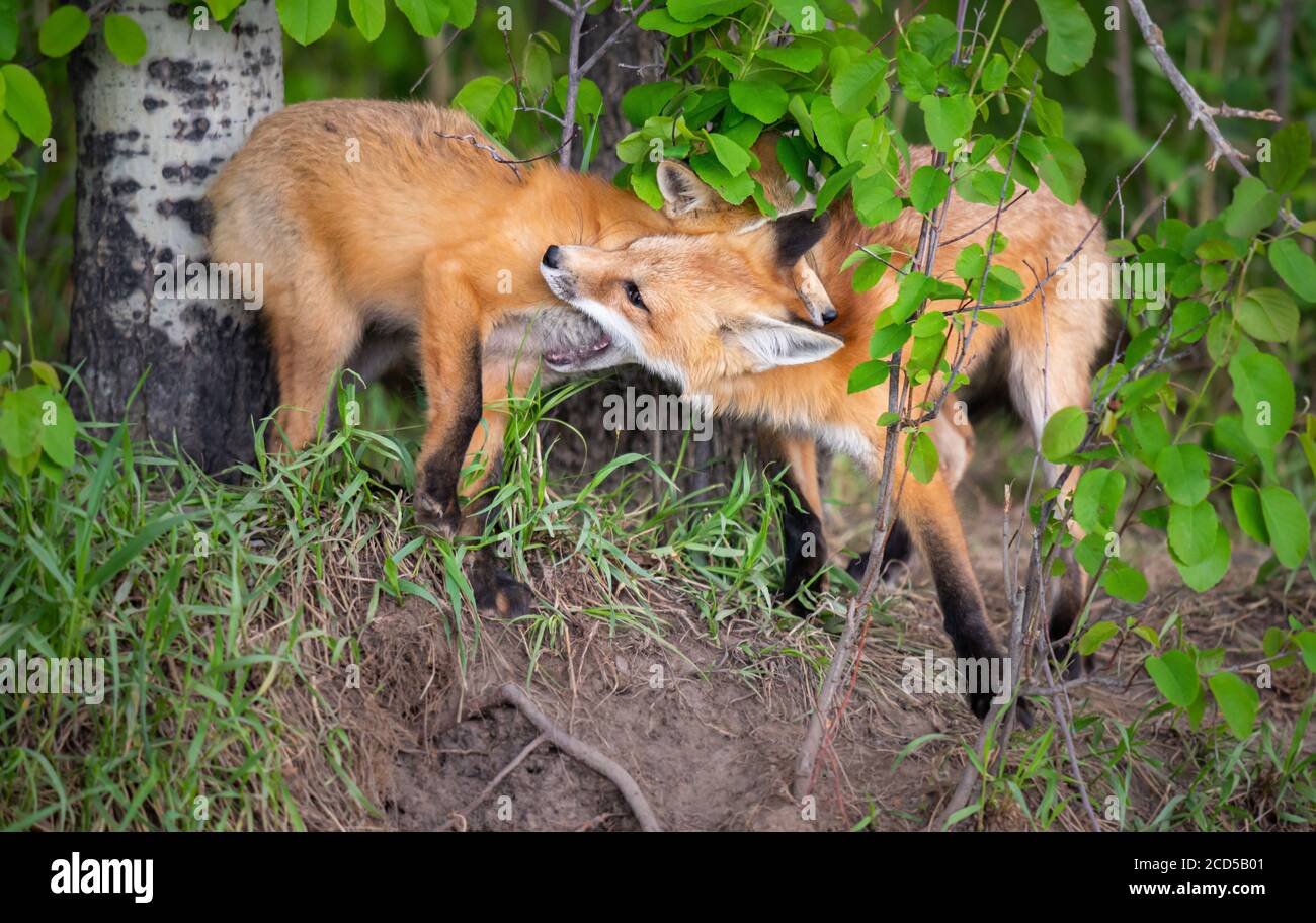 Red fox kits in the wild Stock Photo - Alamy