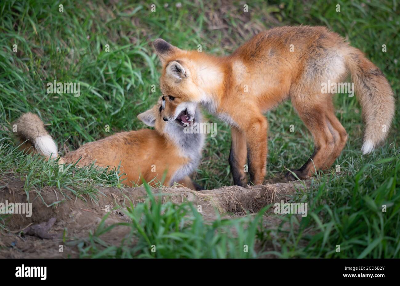 Red fox kits in the wild Stock Photo - Alamy