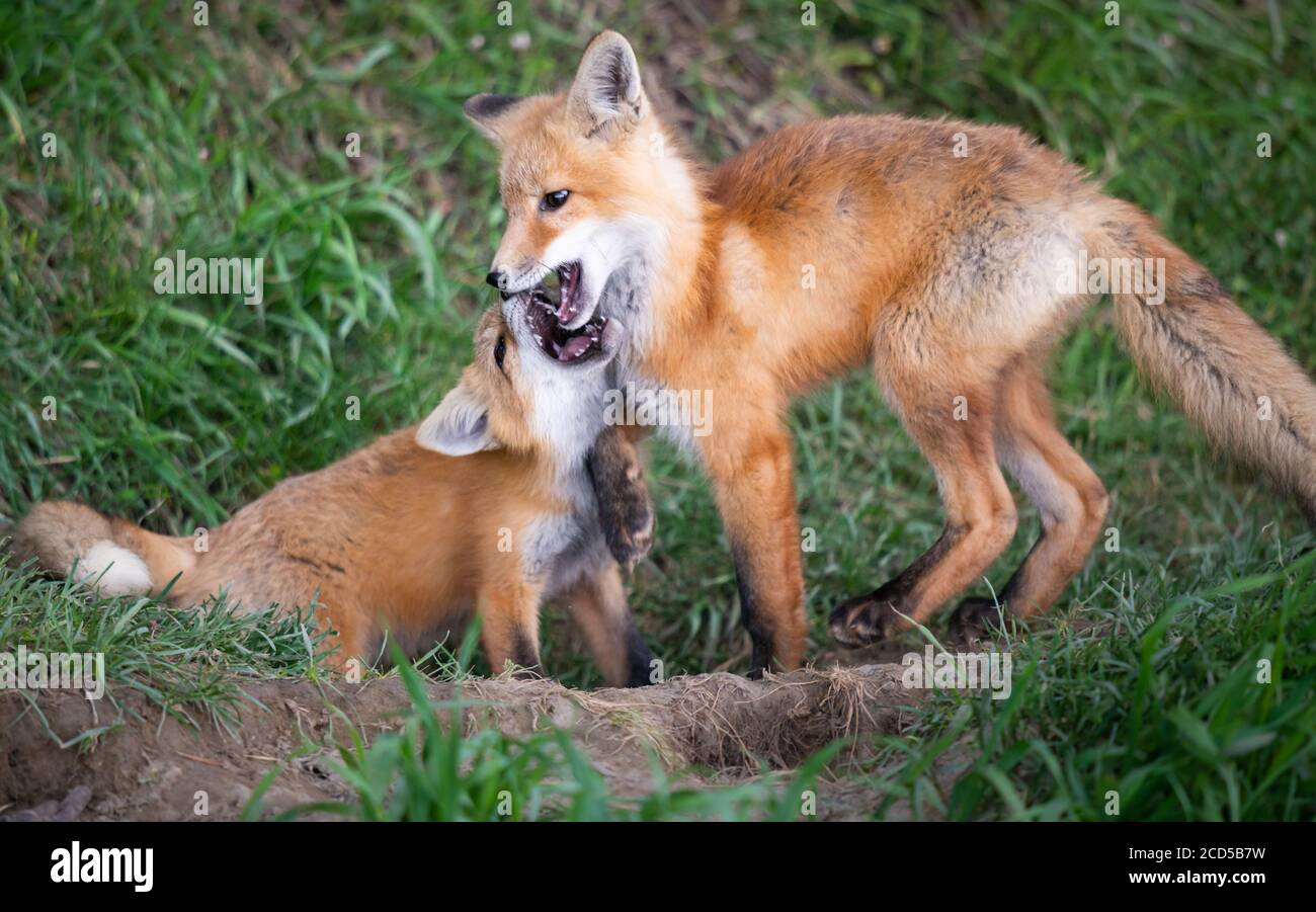 Red fox kits in the wild Stock Photo - Alamy