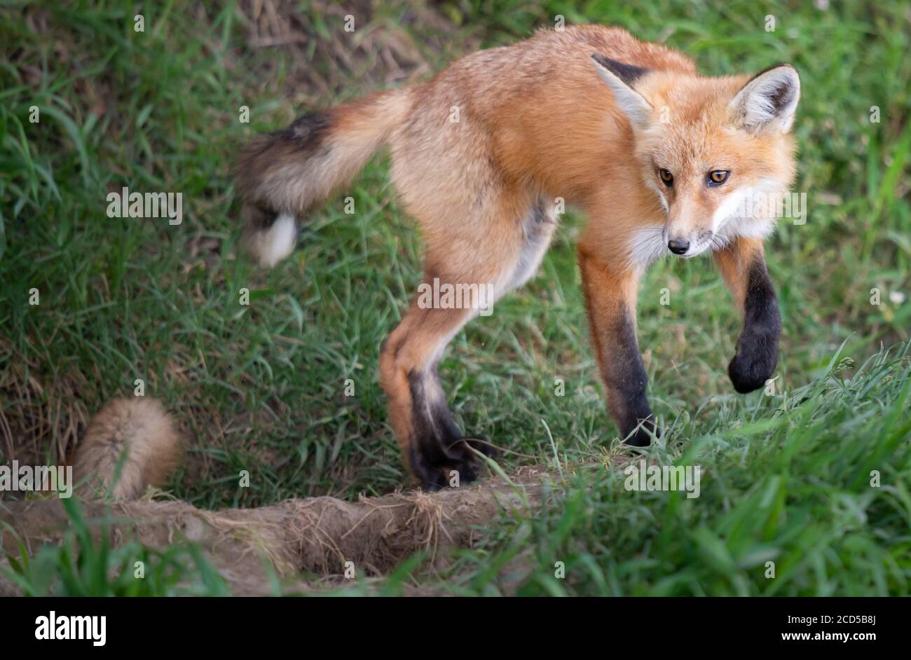 Red fox kits in the wild Stock Photo - Alamy