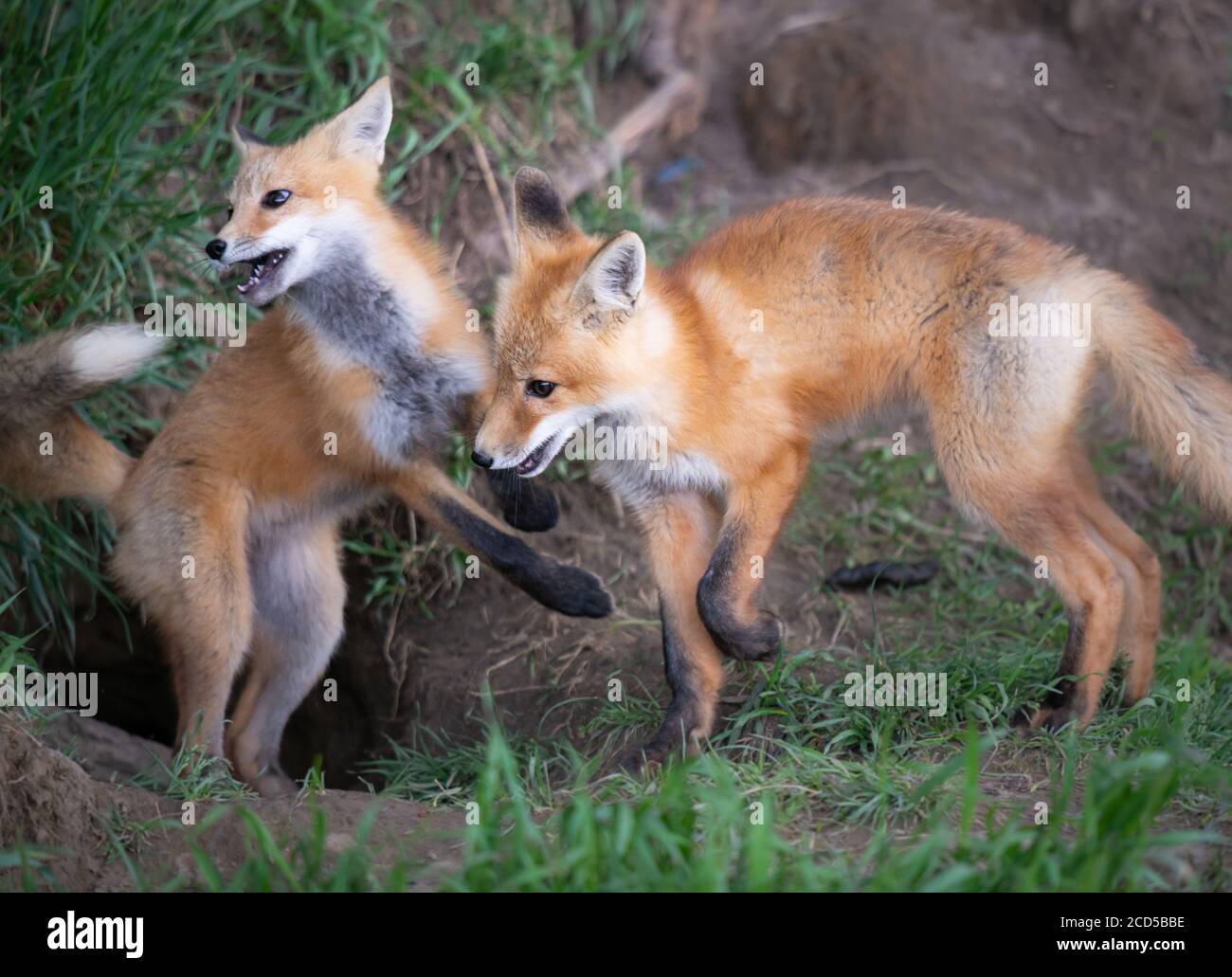 Red fox kits in the wild Stock Photo - Alamy