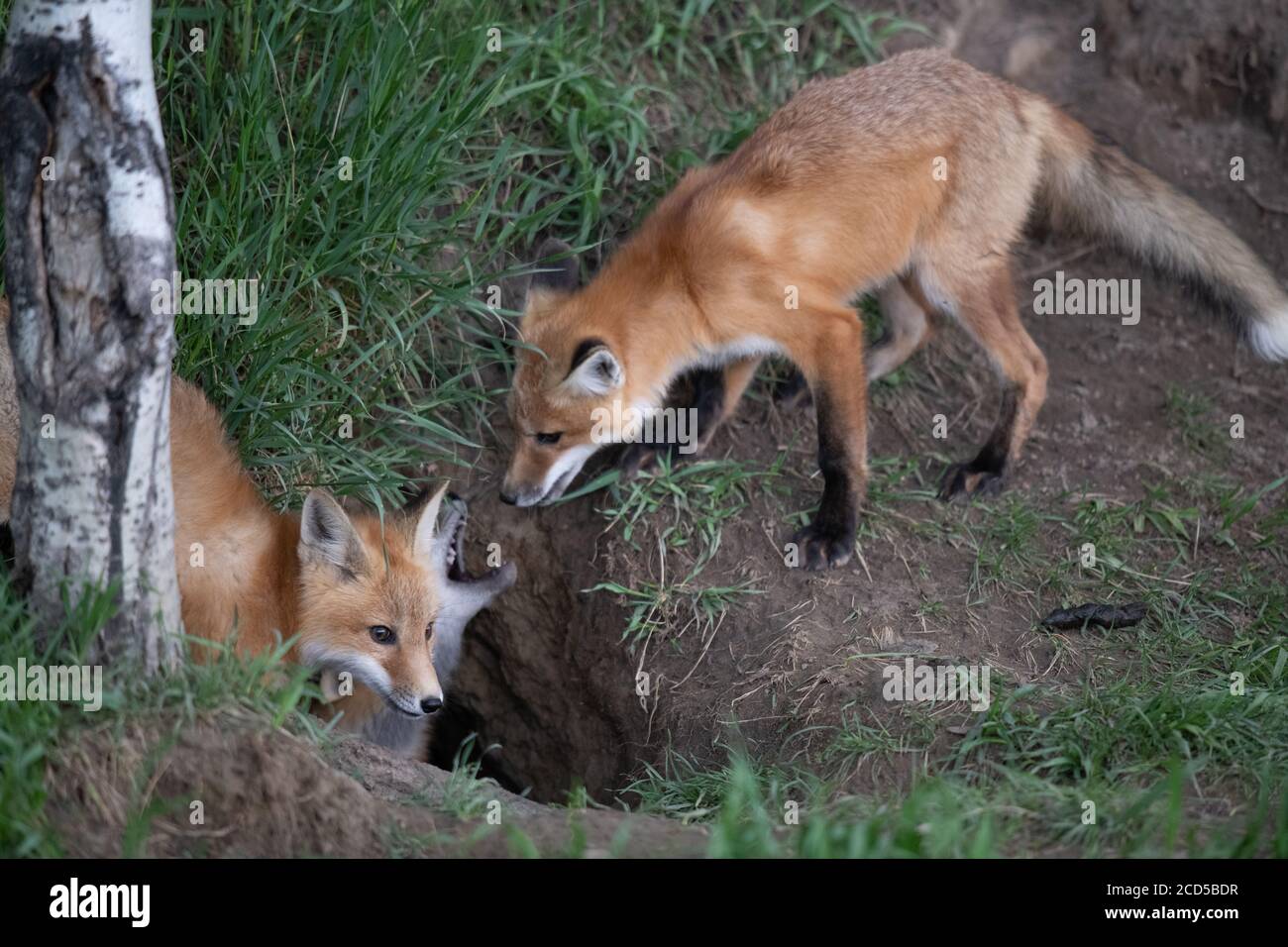 Red fox kits in the wild Stock Photo - Alamy