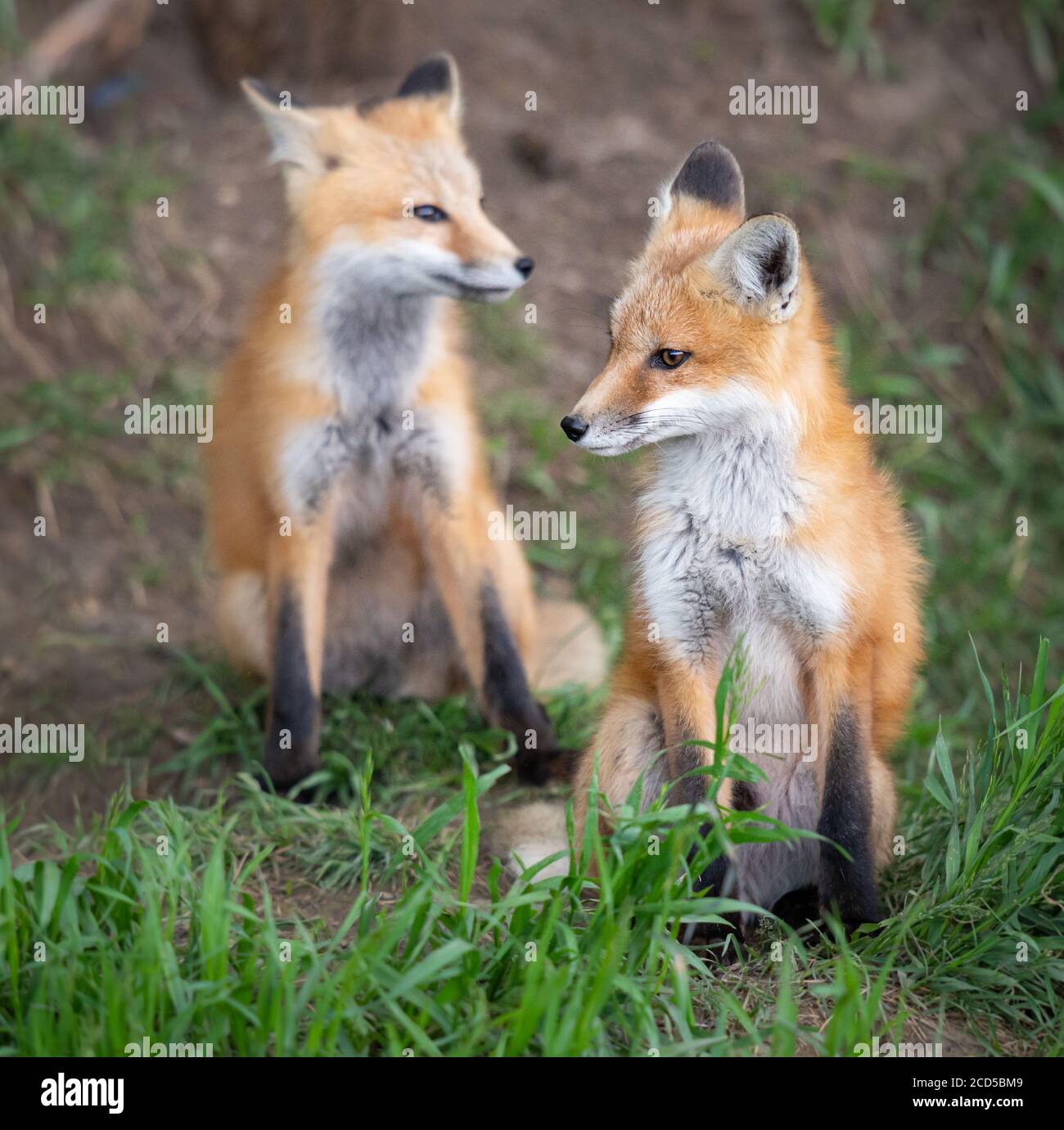 Red fox kits in the wild Stock Photo - Alamy