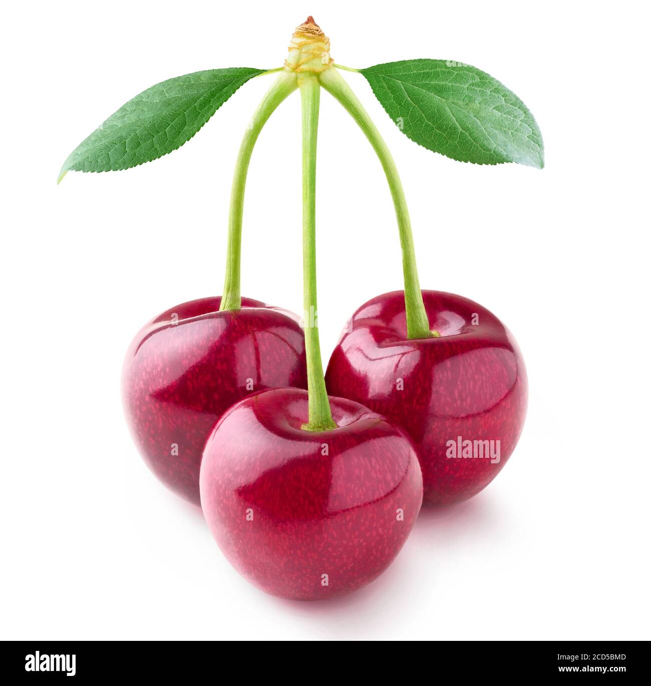Isolated cherries. Three cherry fruits on one stem with leaves isolated ...