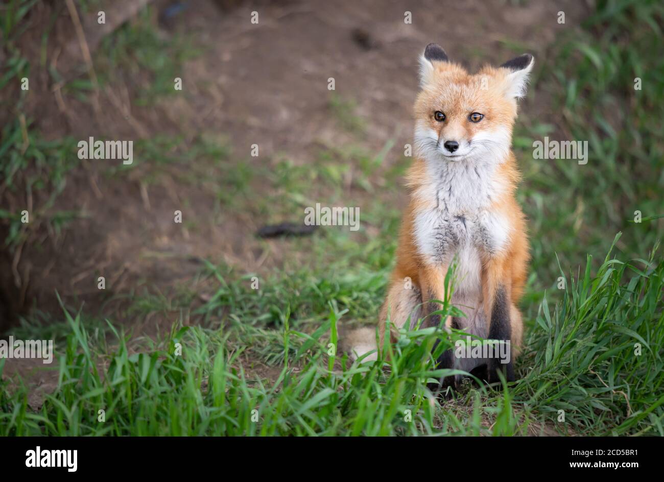 Red fox kits in the wild Stock Photo - Alamy
