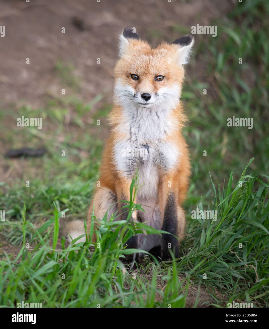 Red fox kits in the wild Stock Photo - Alamy