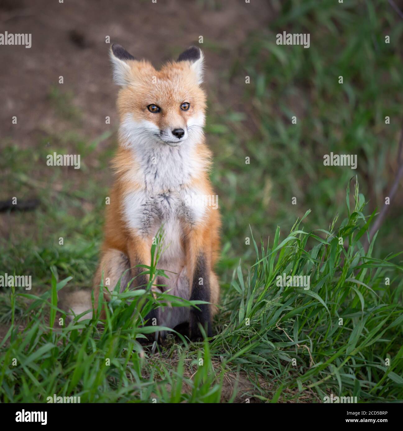 Red fox kits in the wild Stock Photo - Alamy