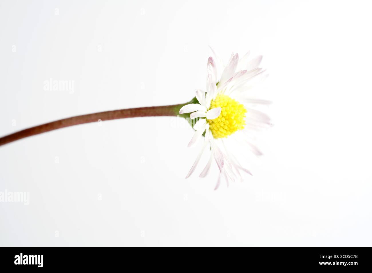 Daisy flower isolated on a white background Stock Photo - Alamy