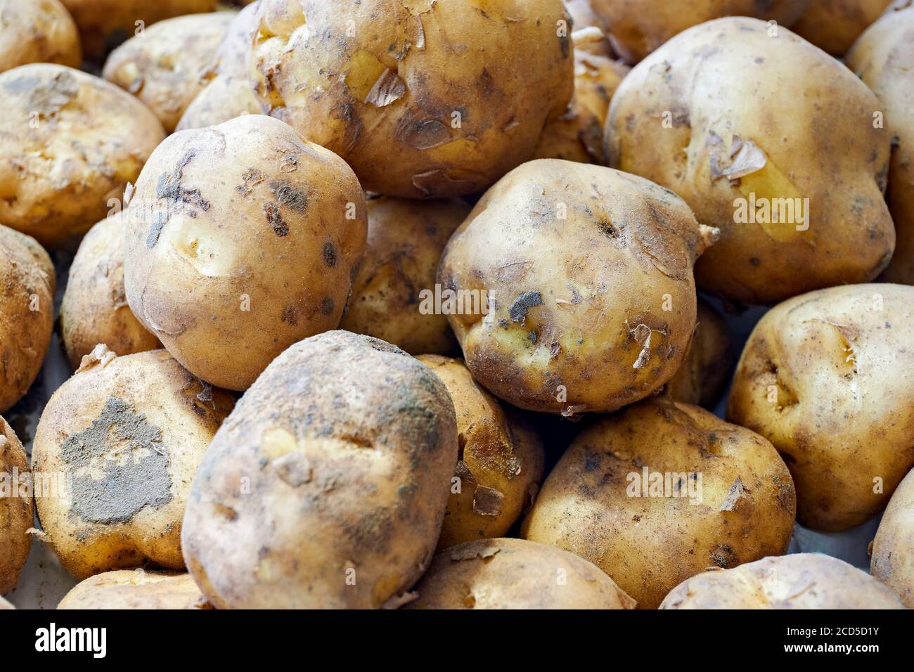 Opperdoes hi-res stock photography and images - Alamy