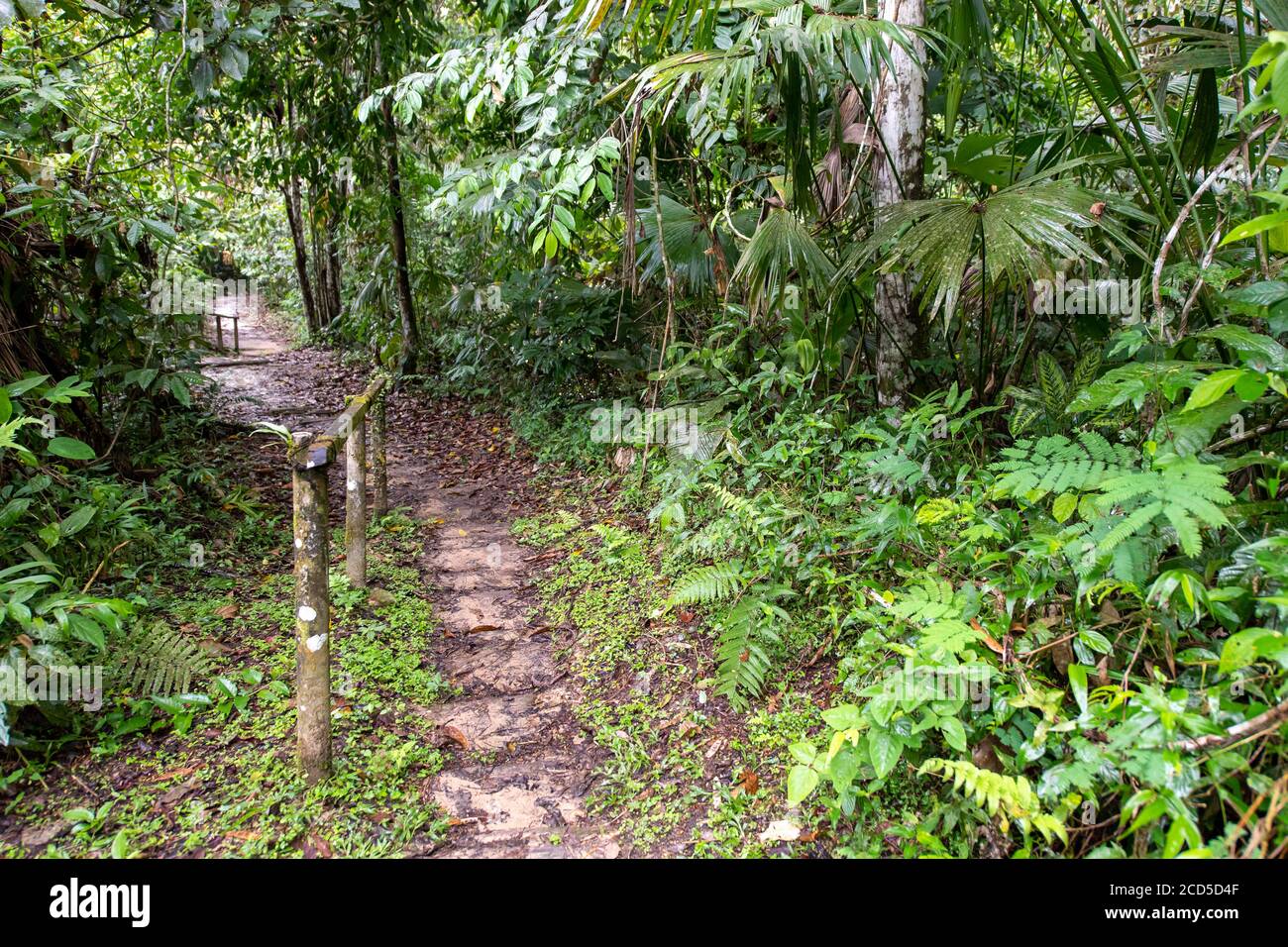 Peruvian Amazon Rainforest Stock Photo - Alamy