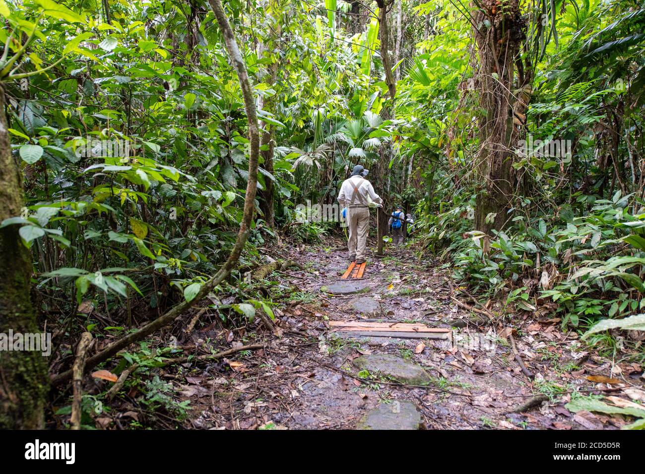 Peruvian Amazon Rainforest Stock Photo - Alamy