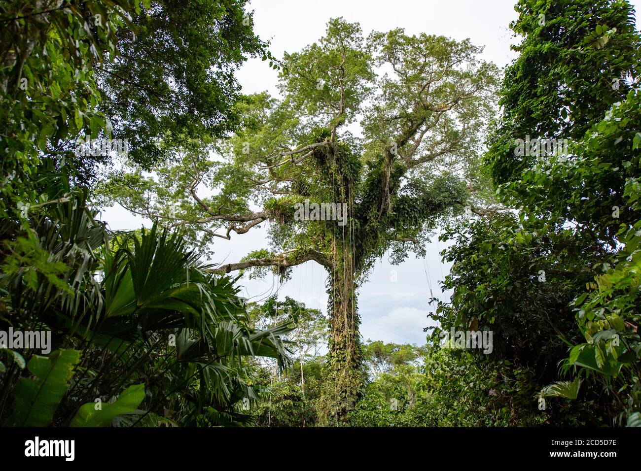 Amazon rainforest canopy sky hi-res stock photography and images - Alamy