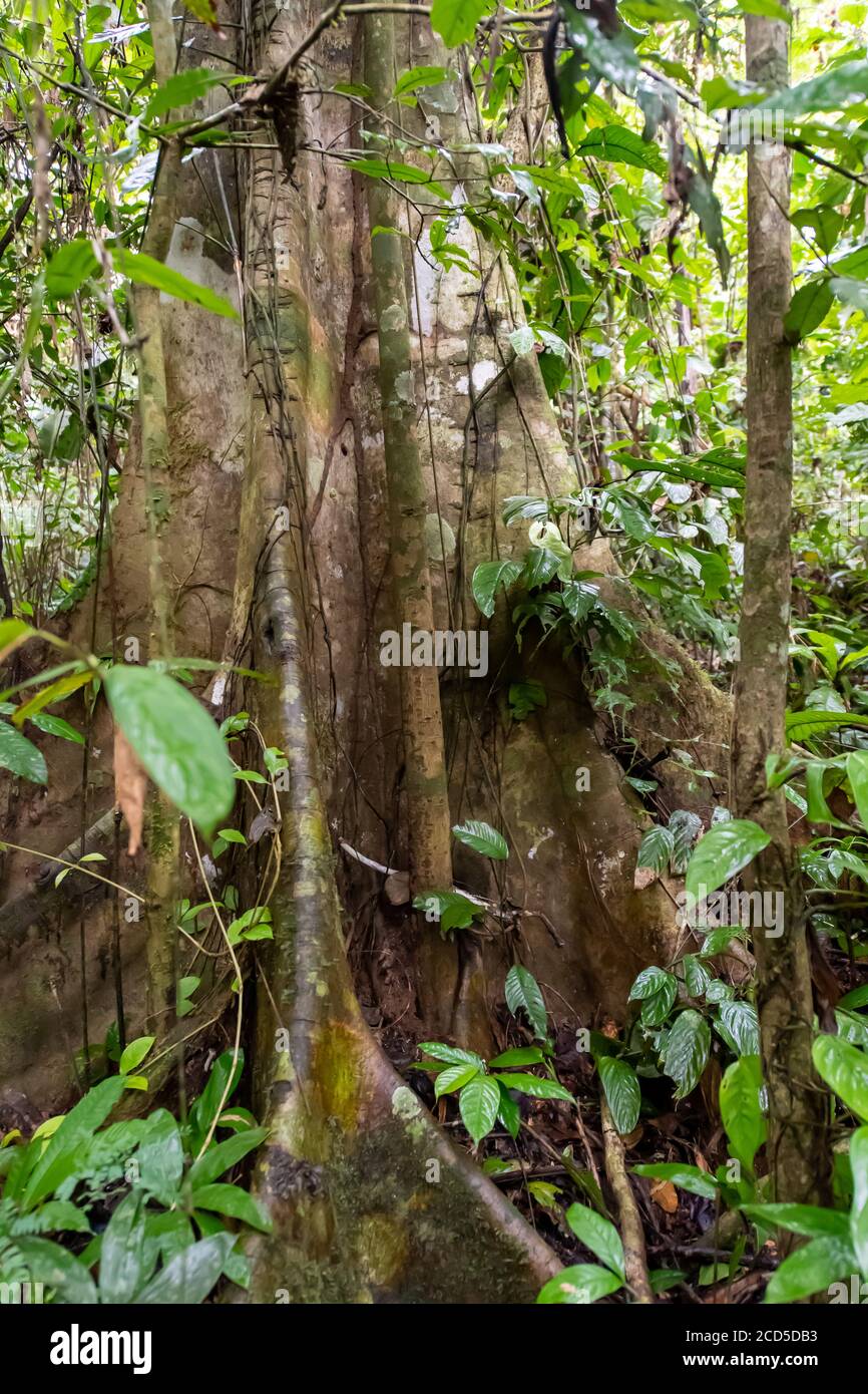 Peruvian Amazon Rainforest Stock Photo - Alamy