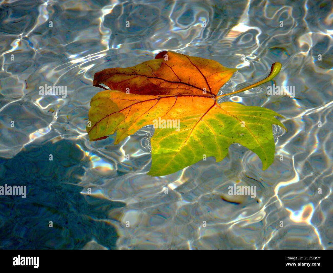 closeup of yellow, brown, and green color autumn sycamore maple leaf ...
