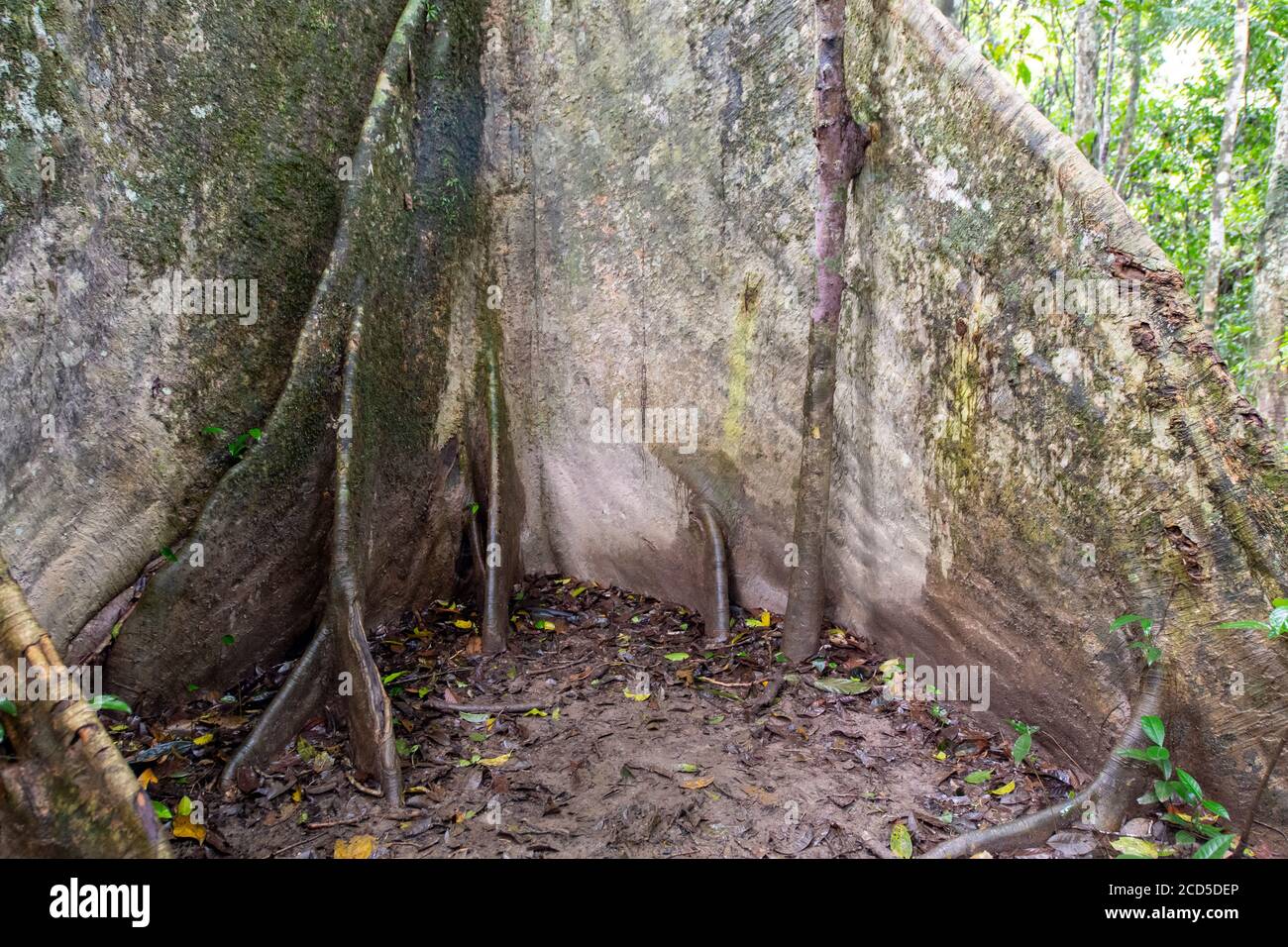 Peruvian Amazon Rainforest Stock Photo - Alamy